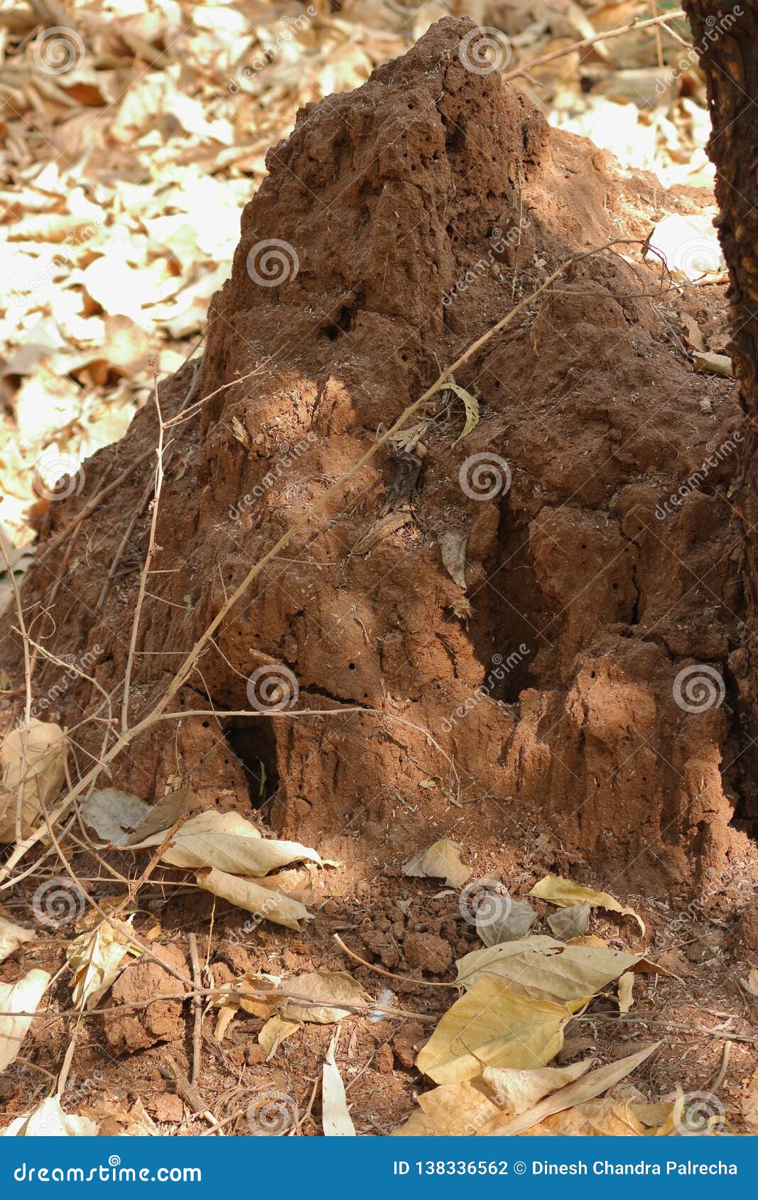 Termite mound stock photo. Image of wildlife, animal - 138336562
