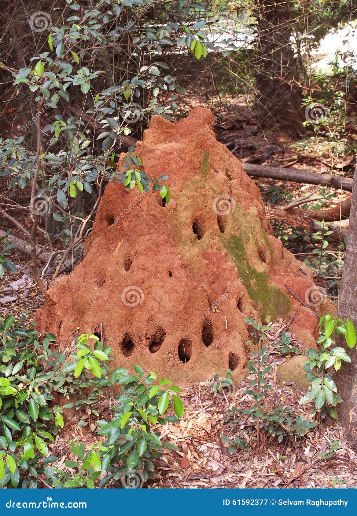 Termite mound stock image. Image of large, giant, outdoor - 61592377