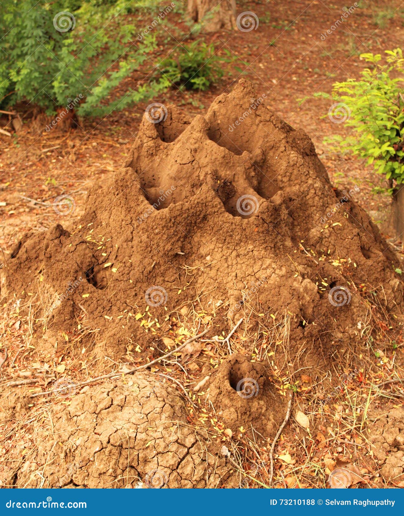 Termite mound stock photo. Image of india, colony, wildlife - 73210188