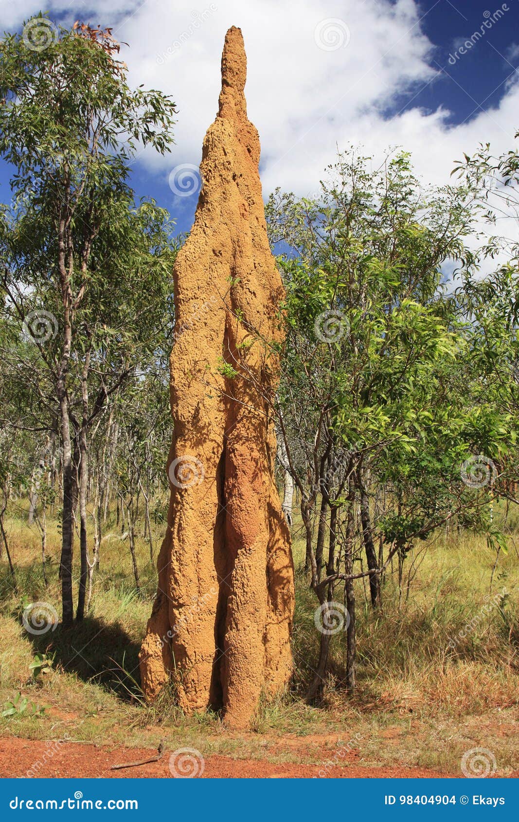 Termite Mound Cape York Australia Stock Photo - Image of colony, close ...