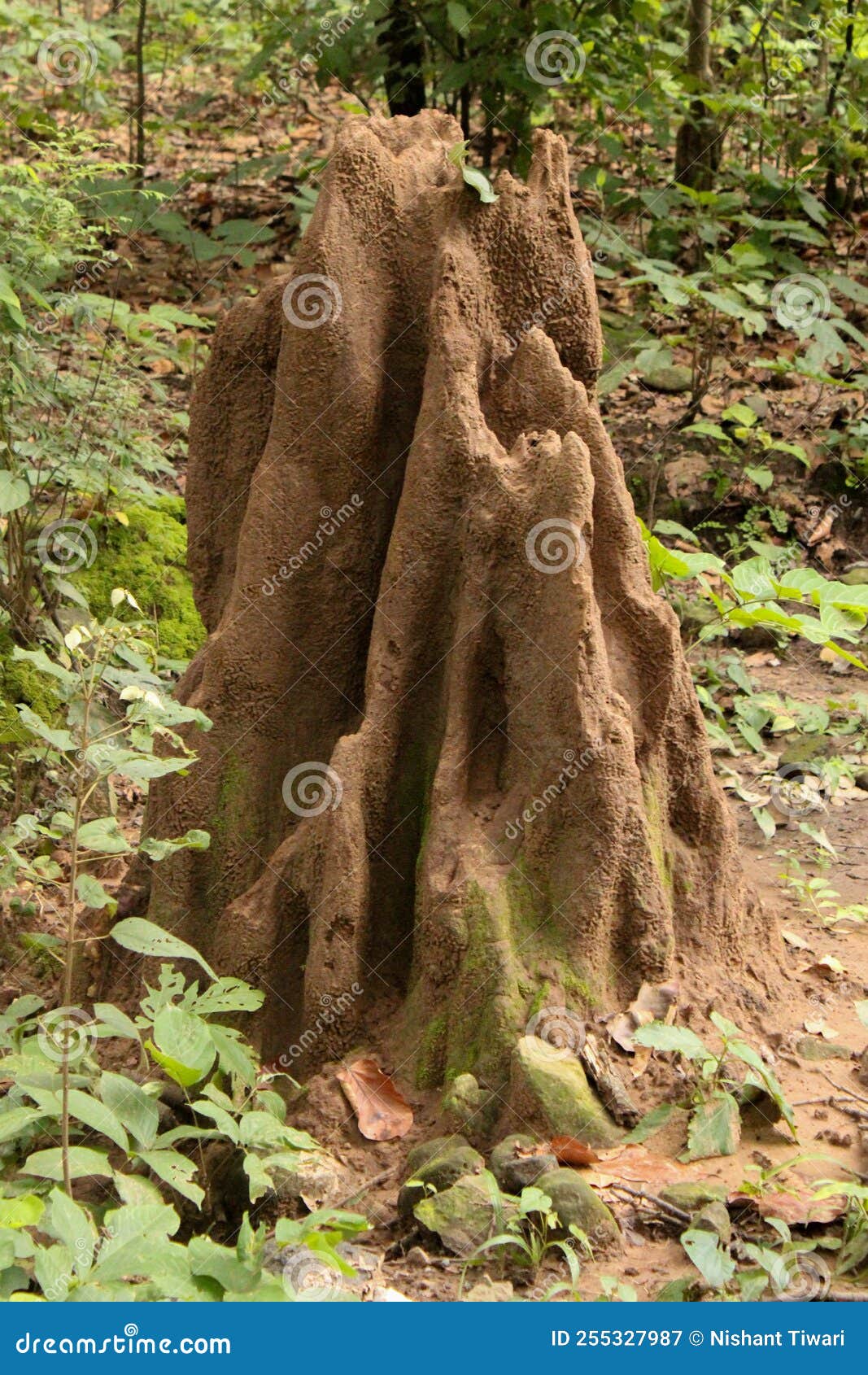 Termite house stock image. Image of grass, environment - 255327987
