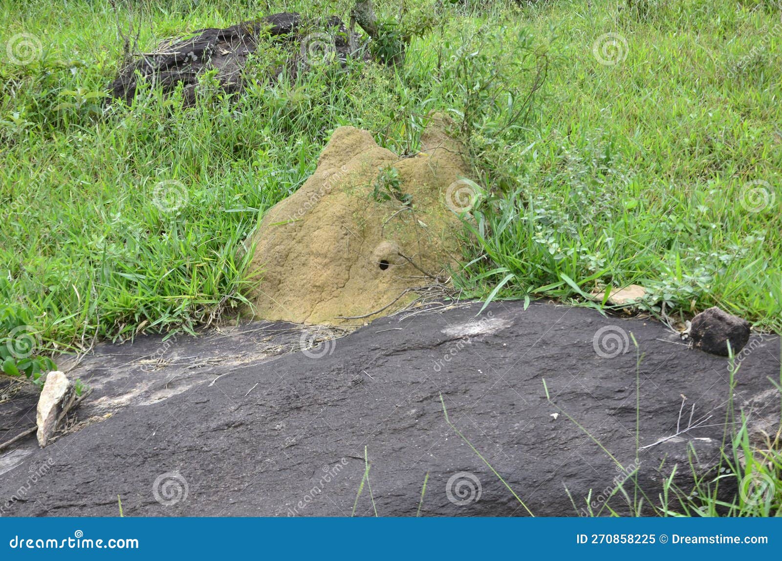 A Termite Mound in the Field Stock Image - Image of tree, soil: 270858225
