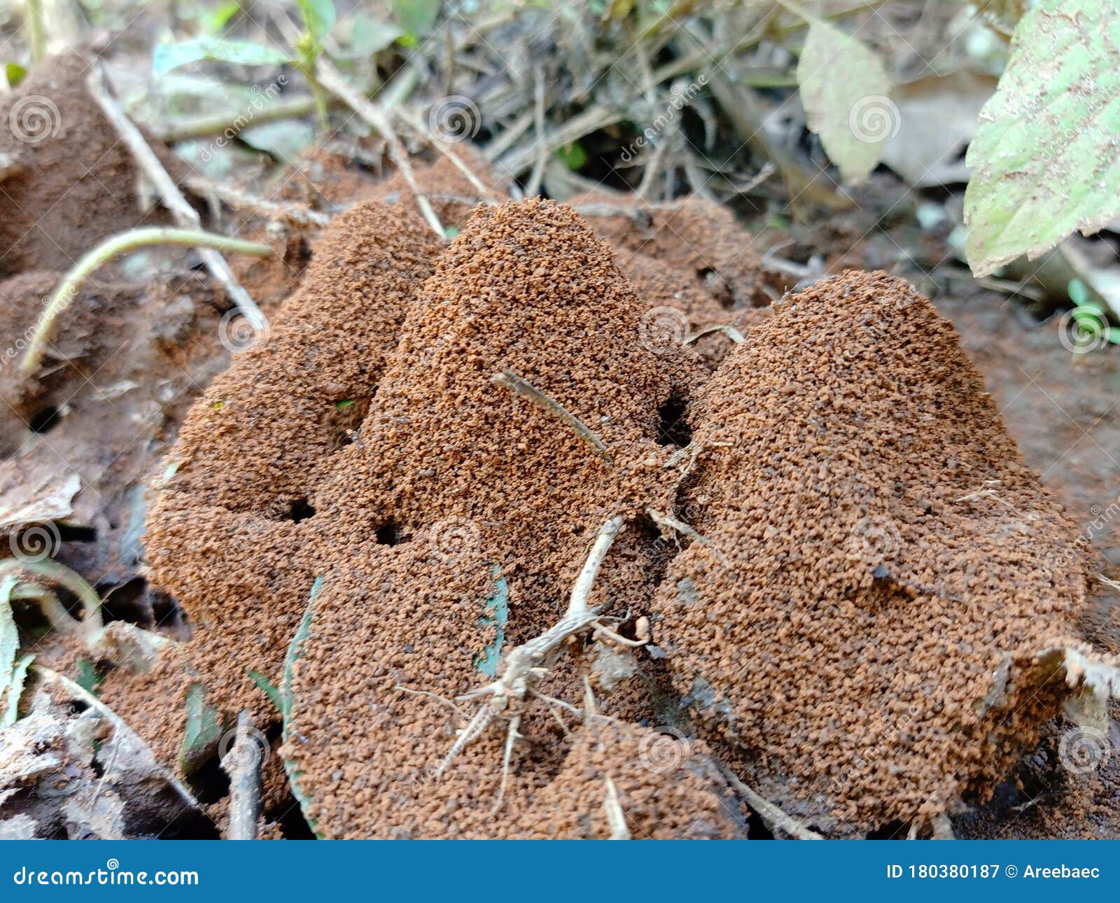Termite Mound on the Grass Land Stock Image - Image of animal, autumn ...