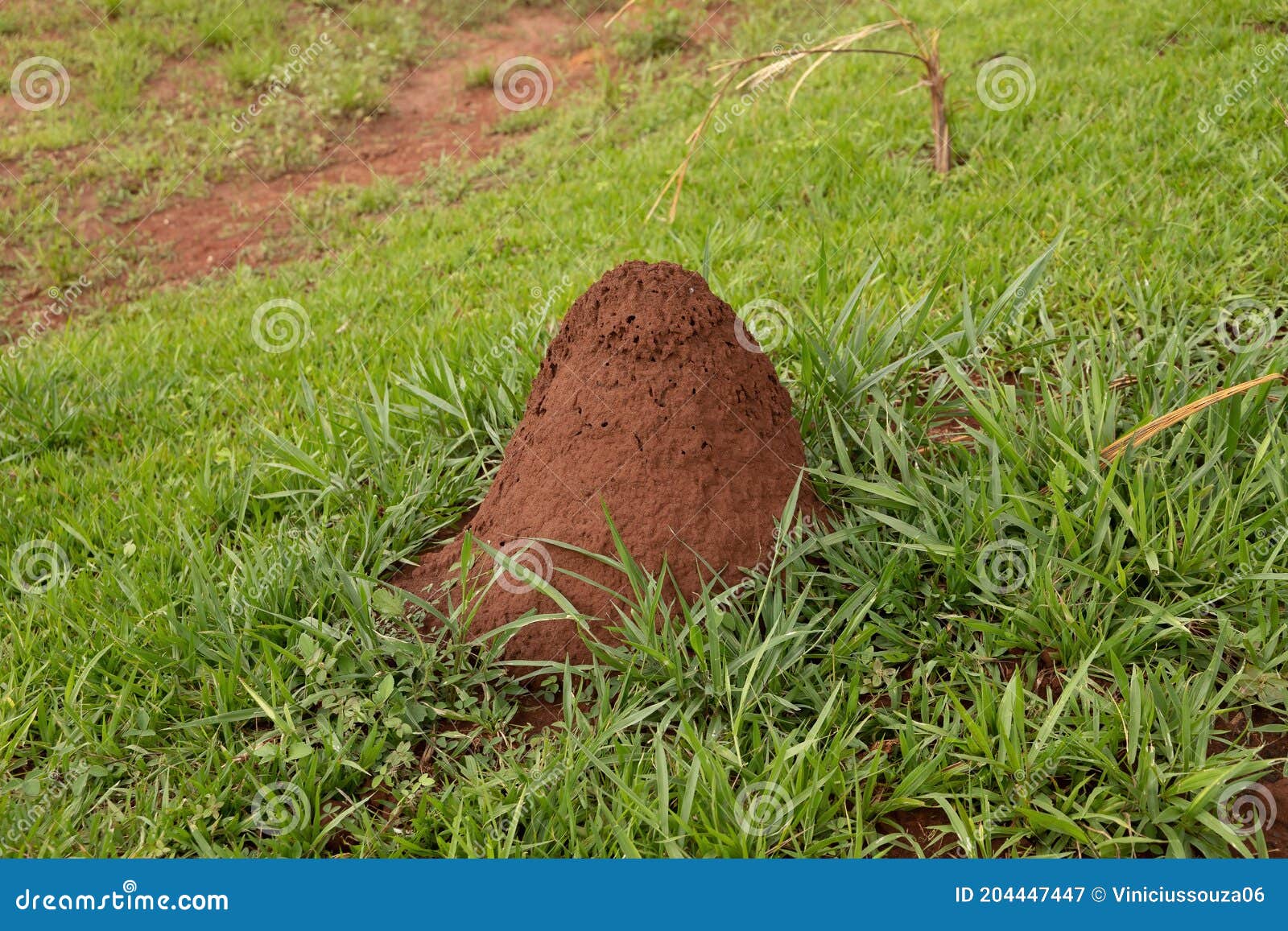 Small Termite Mound stock image. Image of territory - 204447447