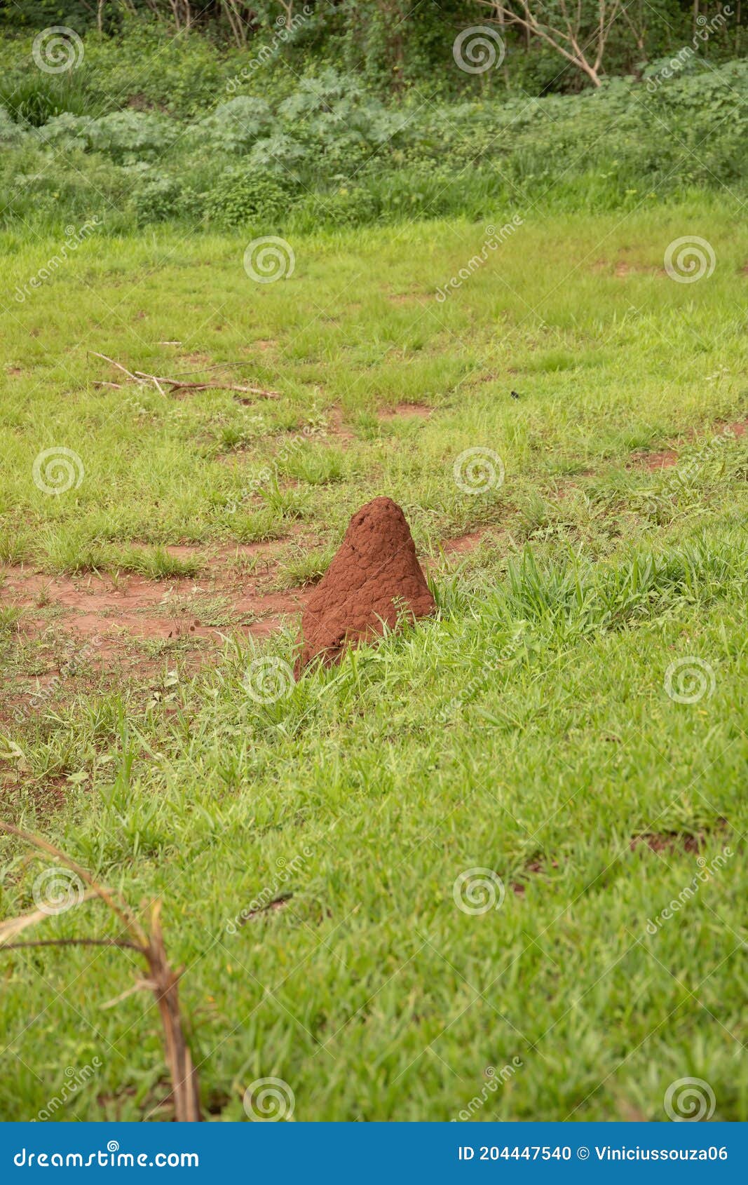 Small Termite Mound stock photo. Image of travel, outdoor - 204447540