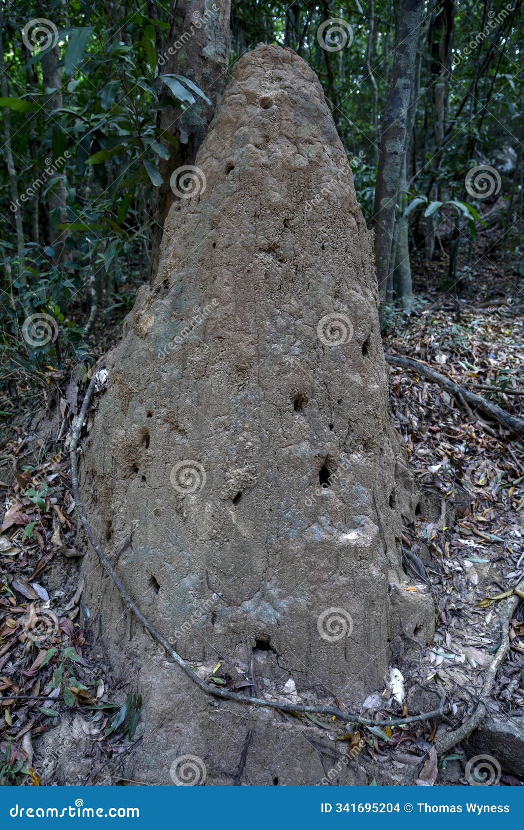 A Termite Mound at Ritigala in Sri Lanka. Stock Photo - Image of travel ...