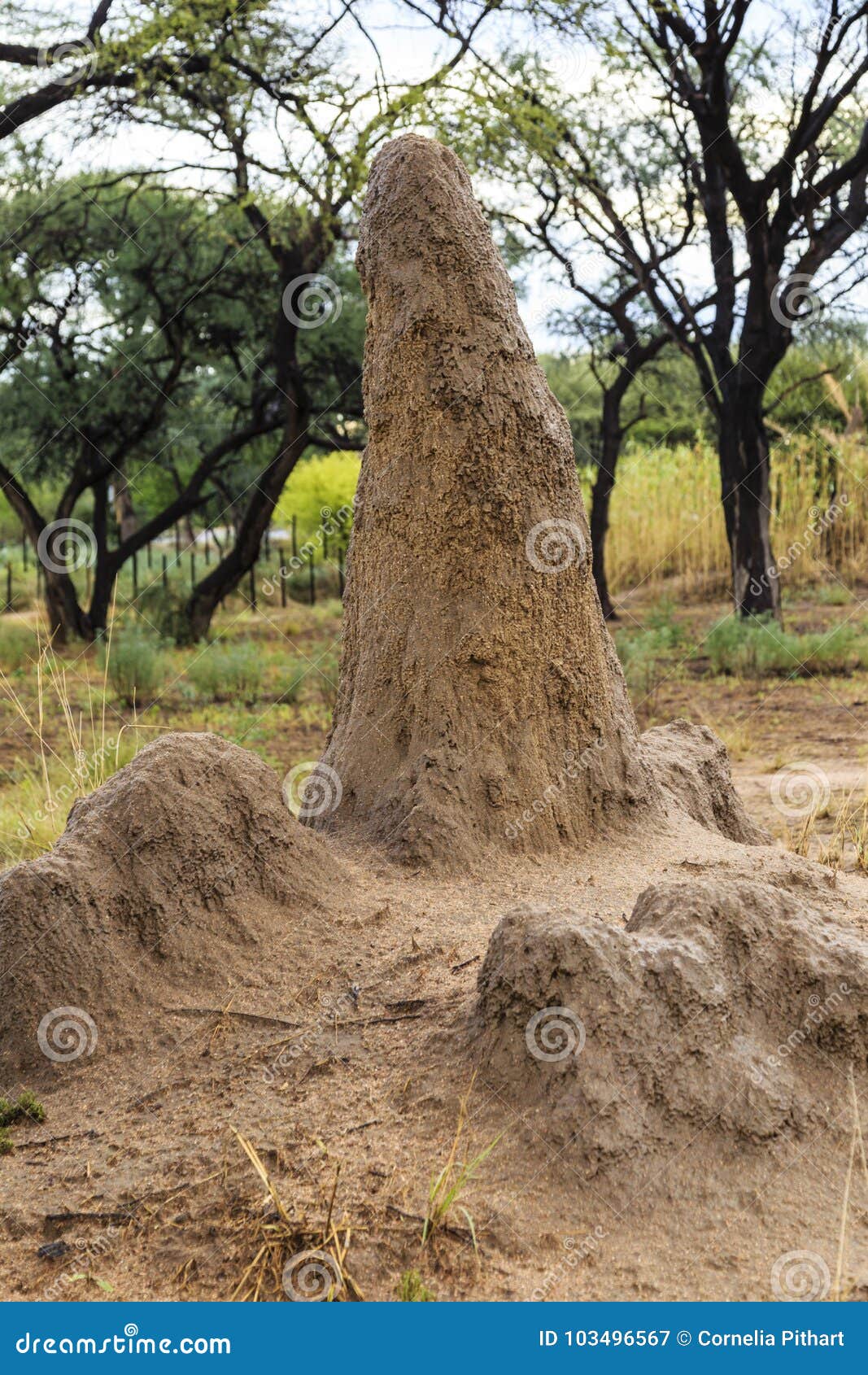 Termite mound stock image. Image of namibia, afrika - 103496567