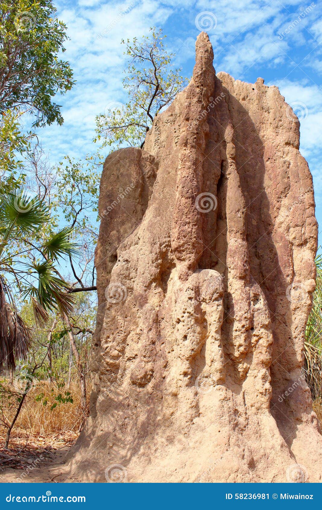 Termite Mound stock image. Image of beautiful, naturallight - 58236981