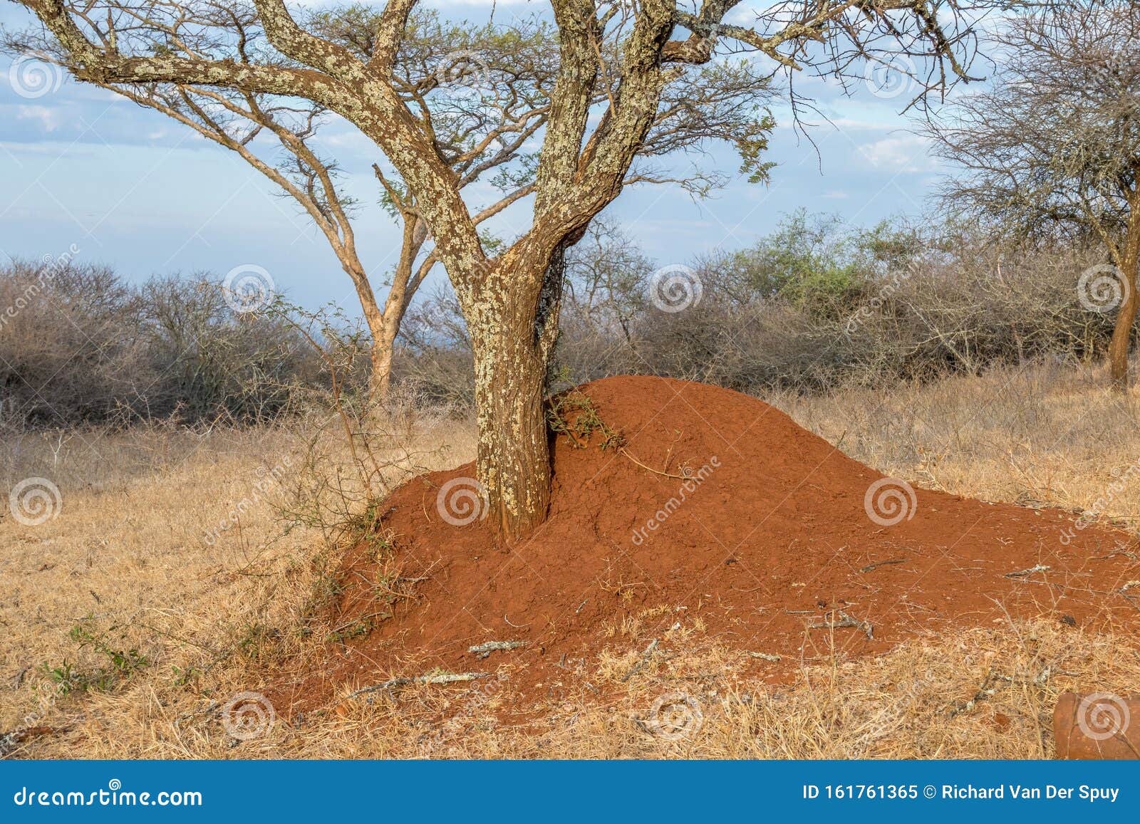 A Termite Mound Isolated at the Base of a Tree Stock Image - Image of ...