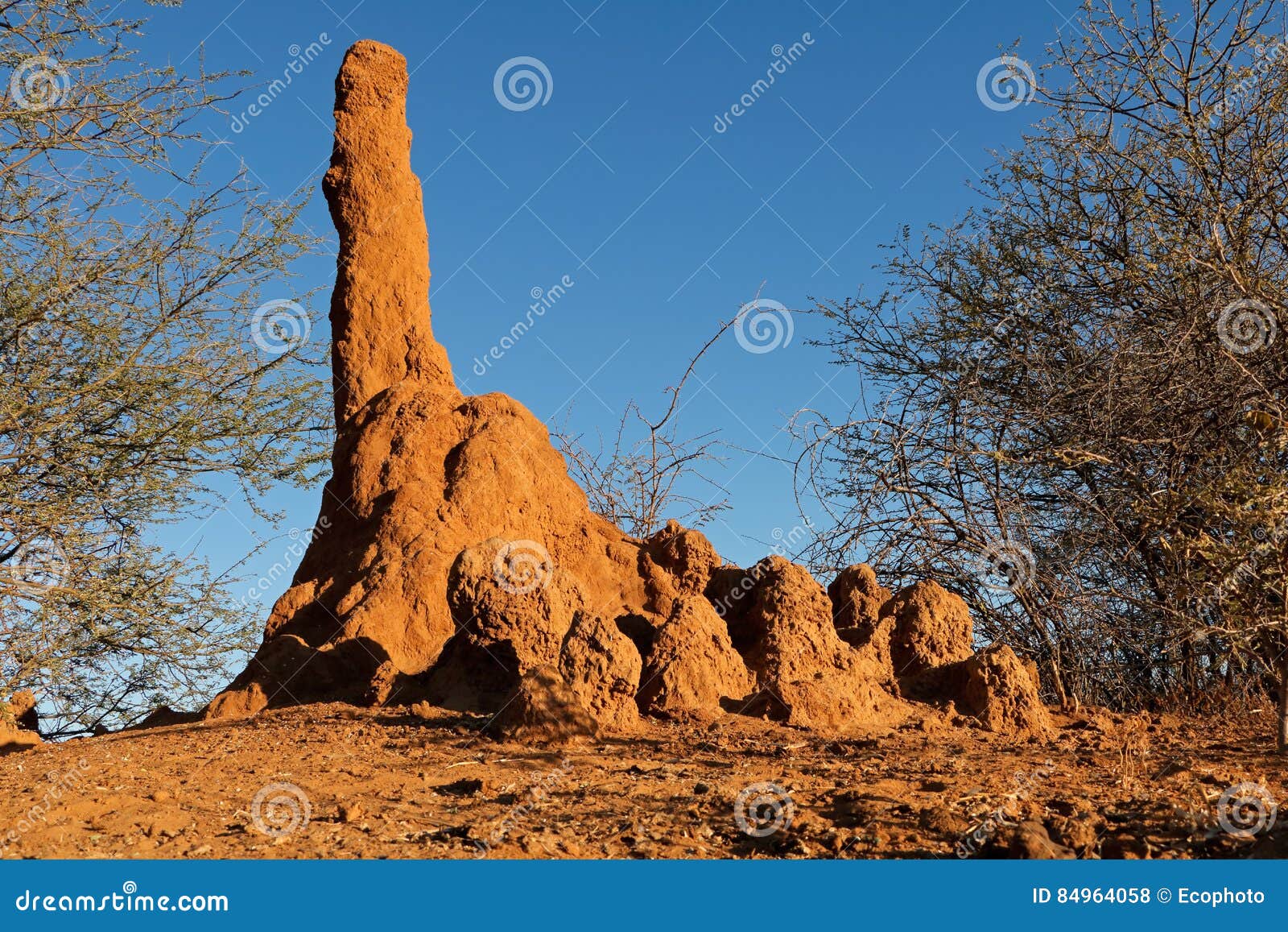 Termite mound stock photo. Image of natural, anthill - 84964058