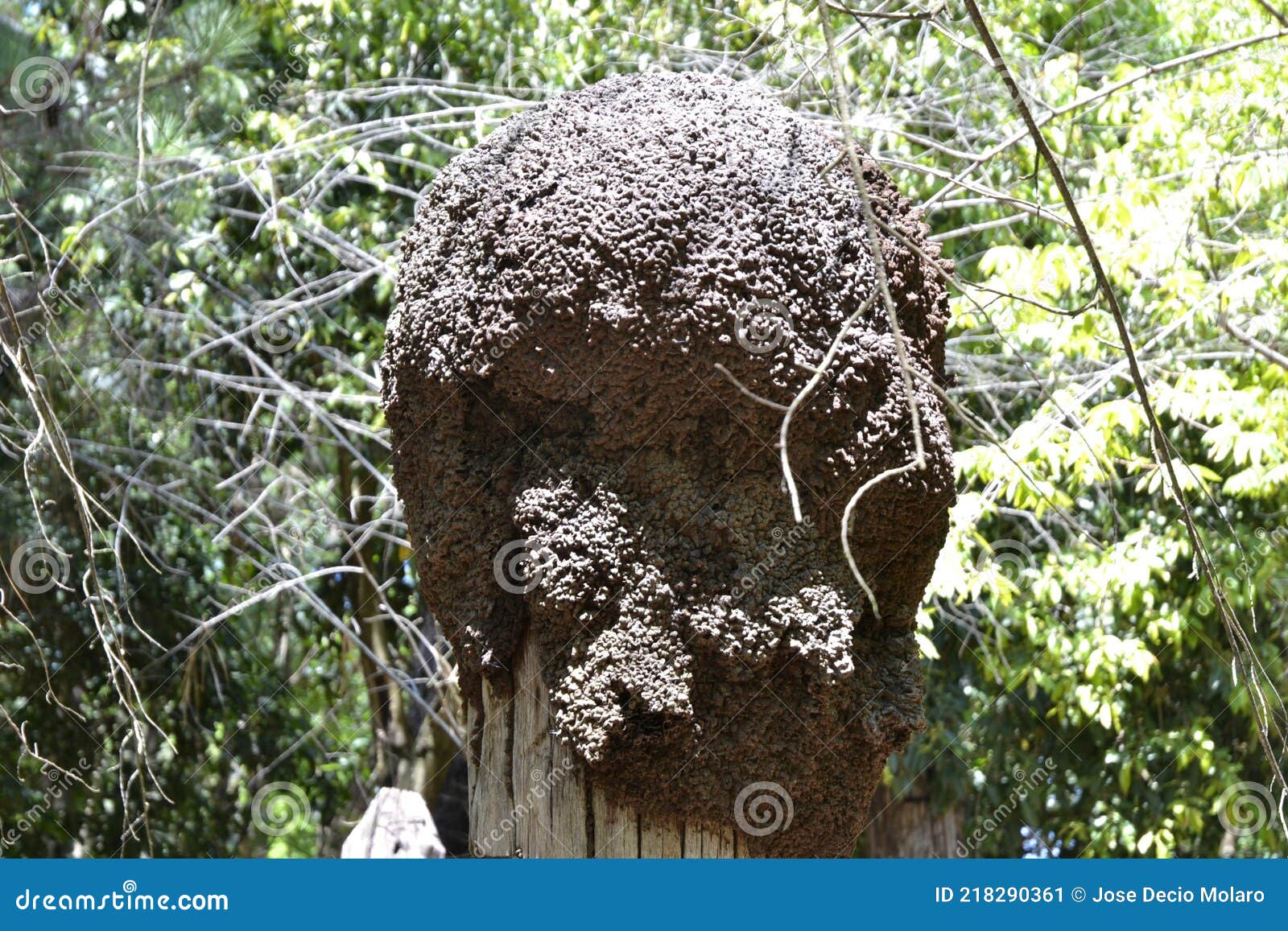 Termite Mound. Termite Mound on a Tree Trunk in the Background of Green ...