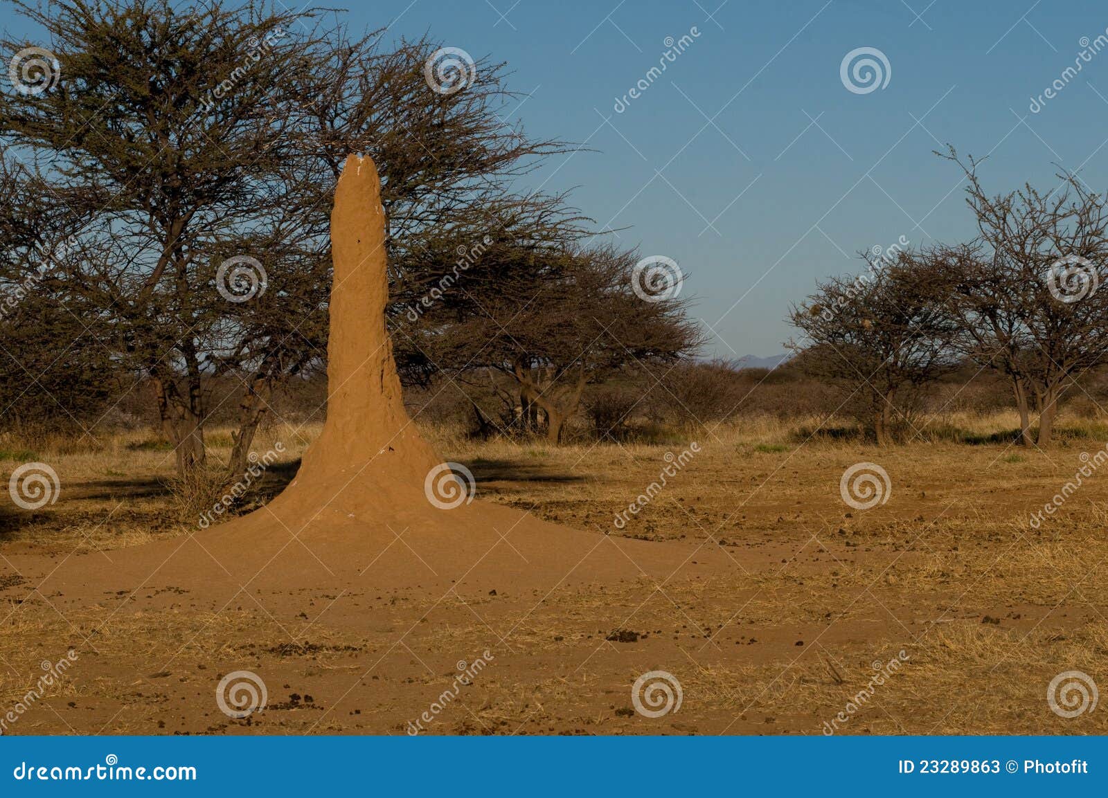 Termite mound in Namibia stock image. Image of nature - 23289863
