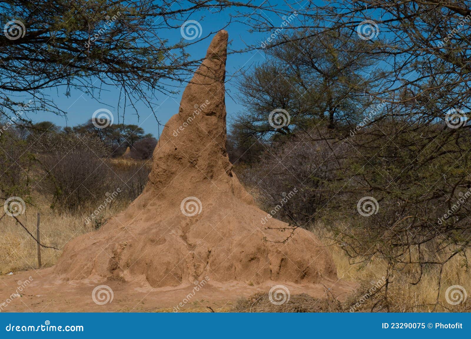 Termite mound in Namibia stock image. Image of travel - 23290075