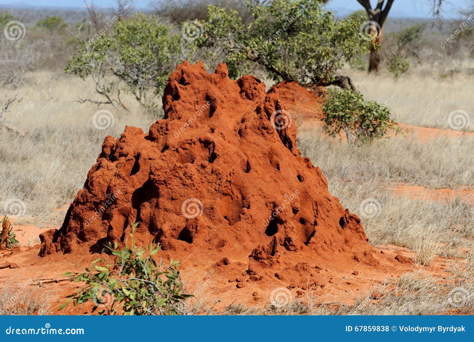 Termite mound in savanna stock photo. Image of anthill - 67859838