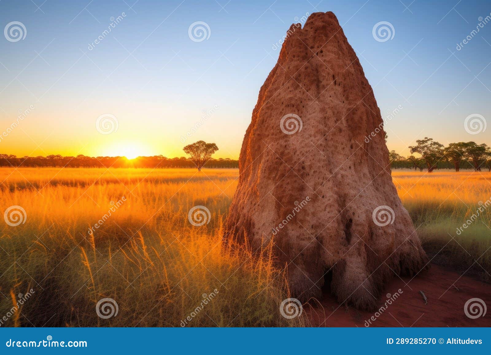 Termite Mound at Sunrise with Glowing Light Stock Photo - Image of ...