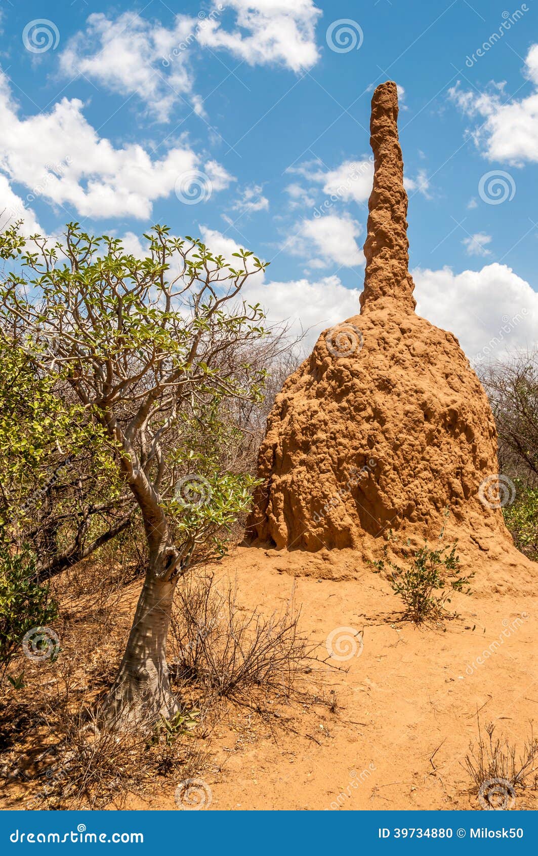 Termite mound stock photo. Image of termite, termitary - 39734880