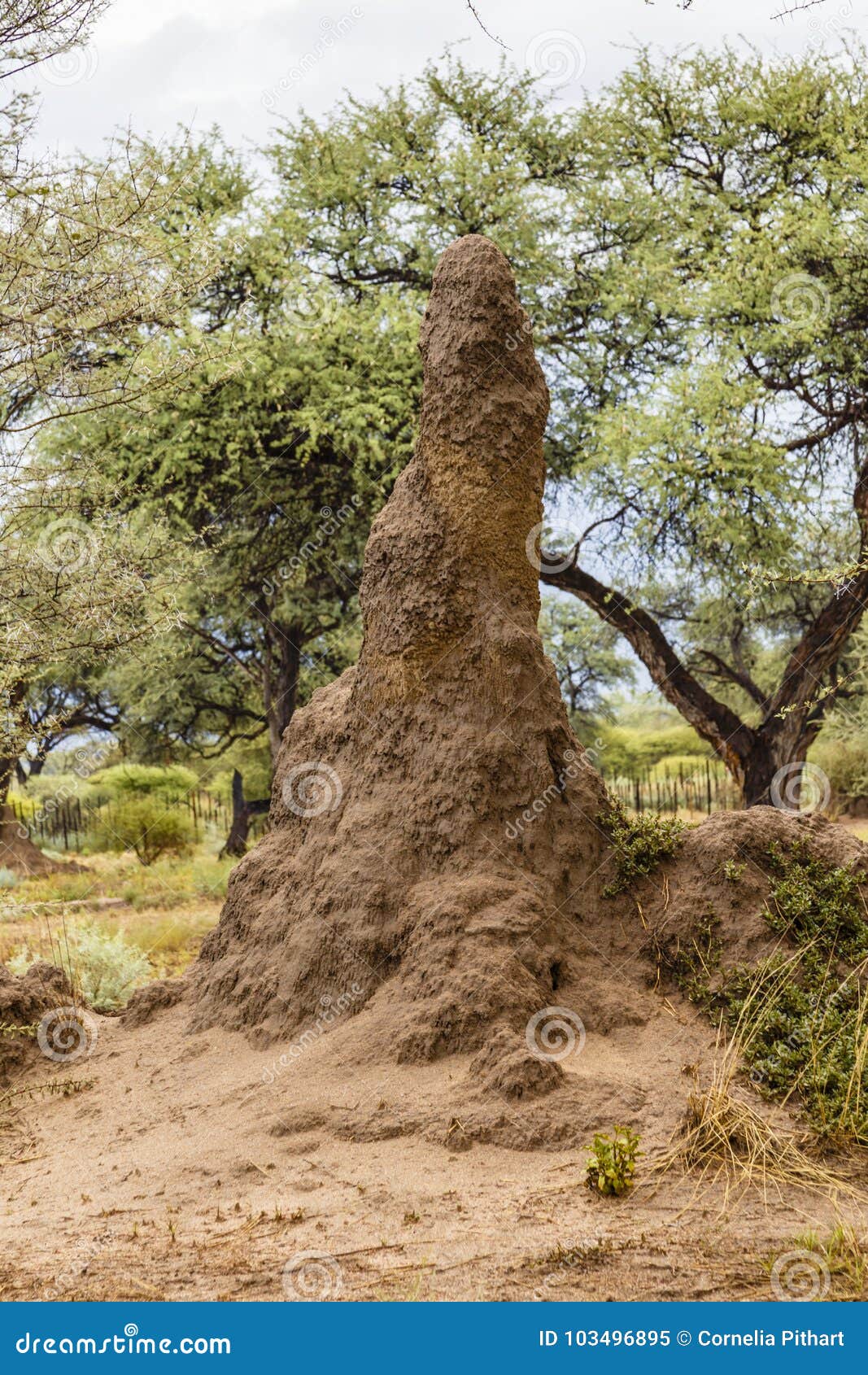 Termite mound stock image. Image of afrika, hill, termitenhafrac14 ...