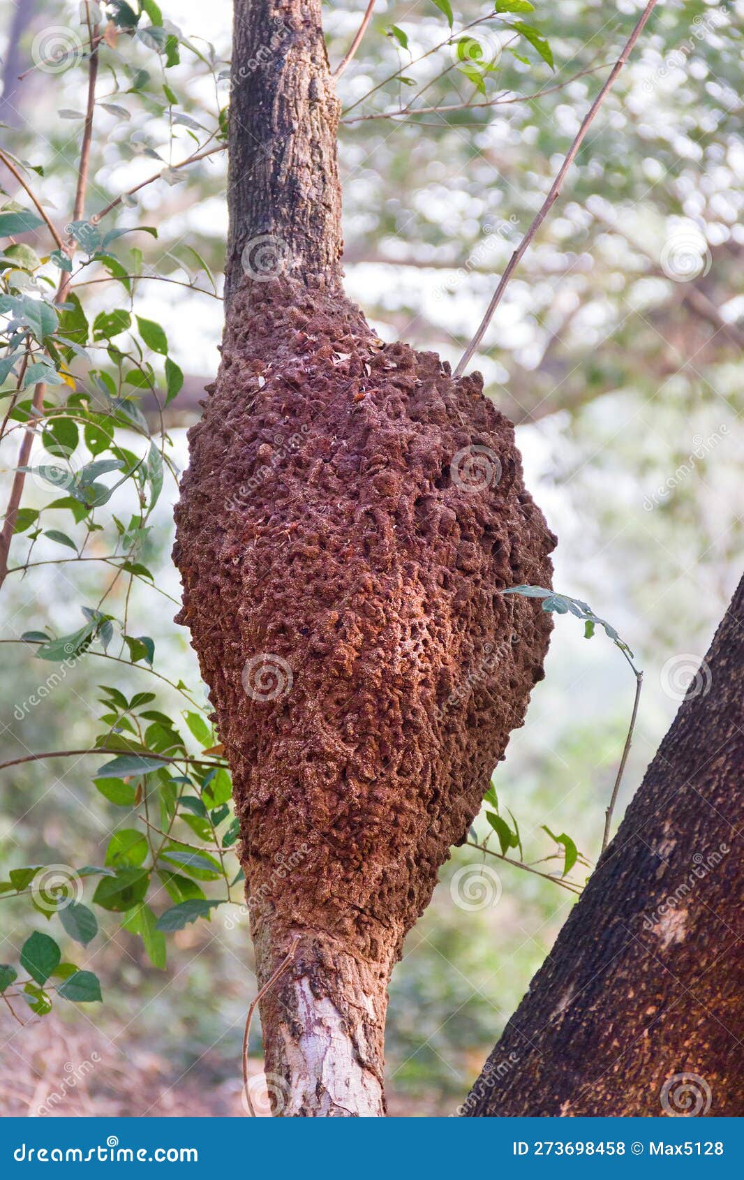 Termite mound on a tree stock photo. Image of live, green - 273698458