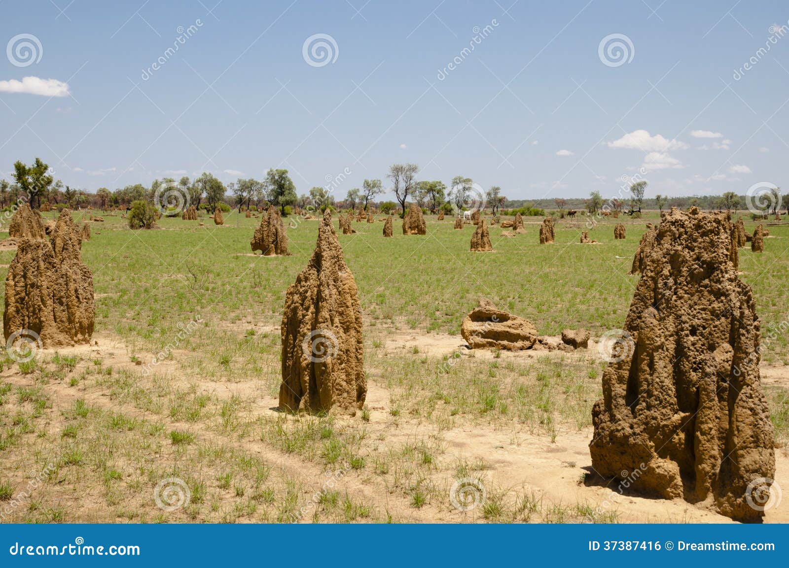 Termite mounds - Australia stock photo. Image of mound - 37387416