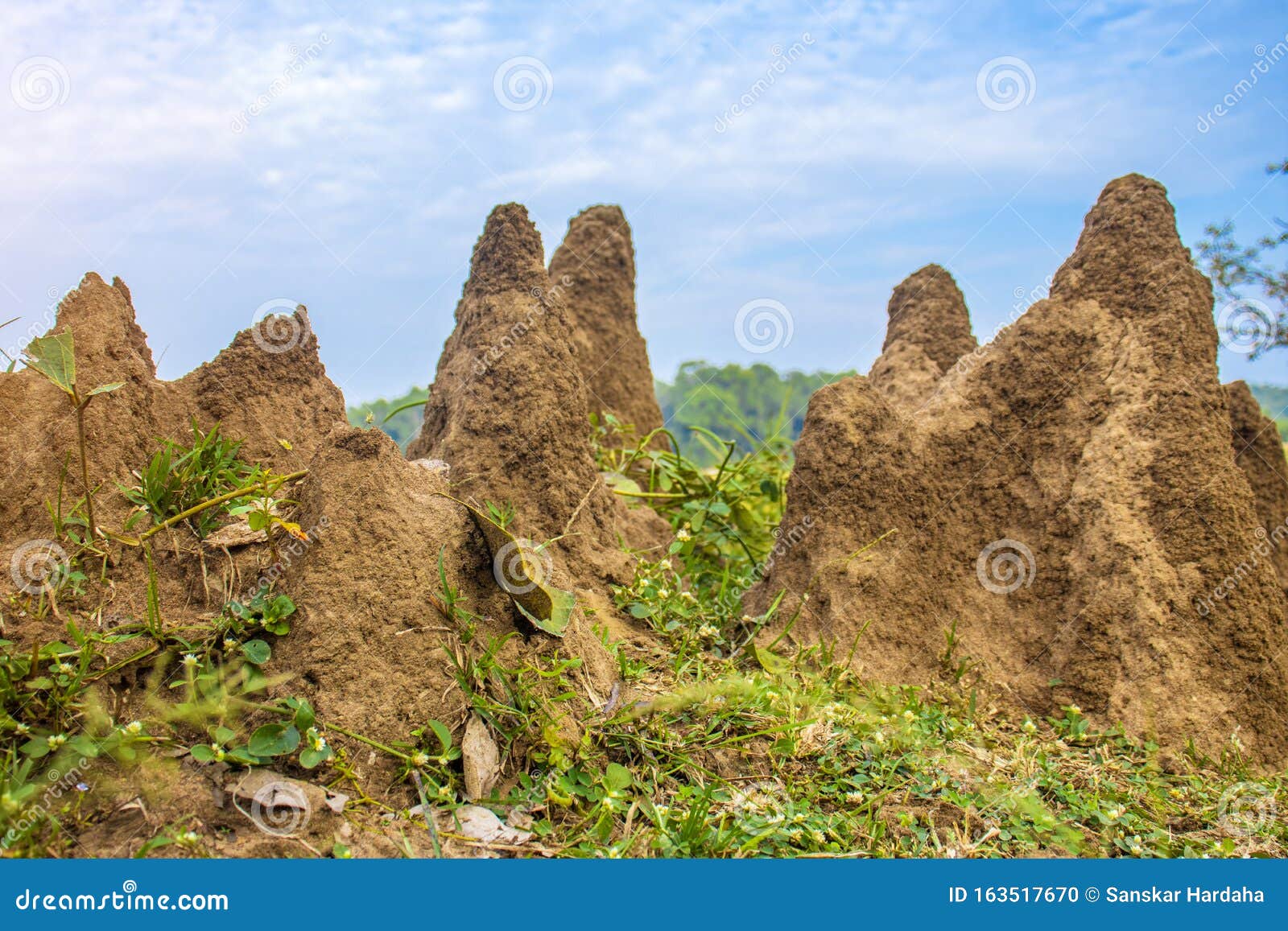 Termite mounds. stock photo. Image of landscape, asia - 163517670