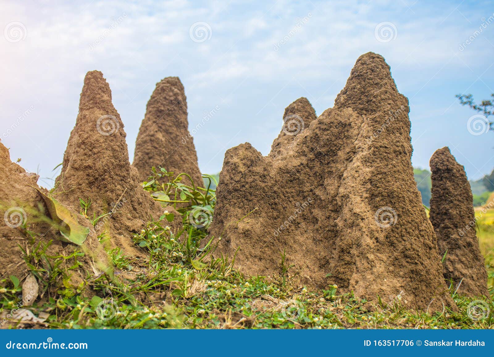 Termite mounds. stock photo. Image of forest, scenic - 163517706