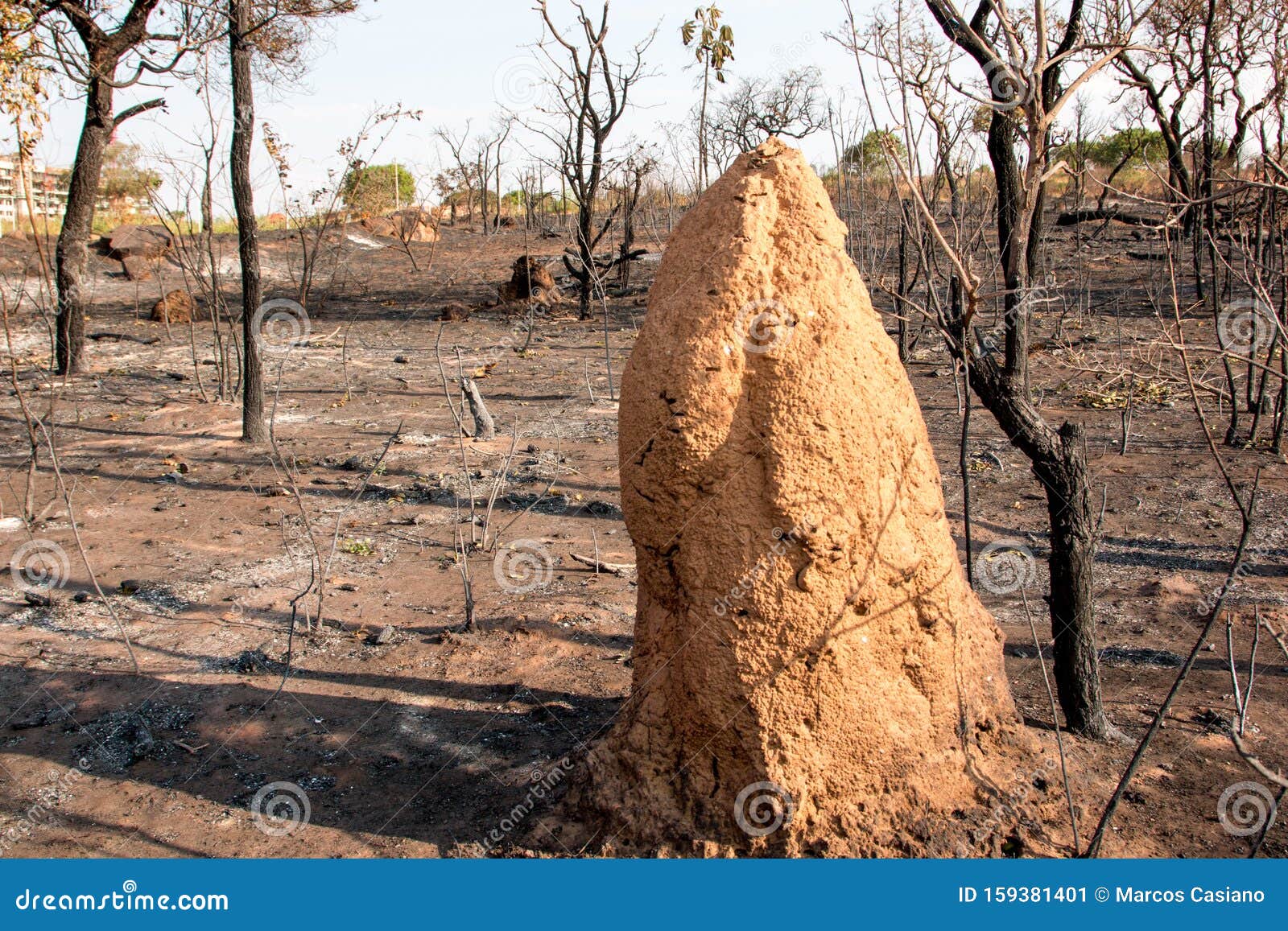 Termite Mount after a Forest Fire Stock Image - Image of flames, earth ...