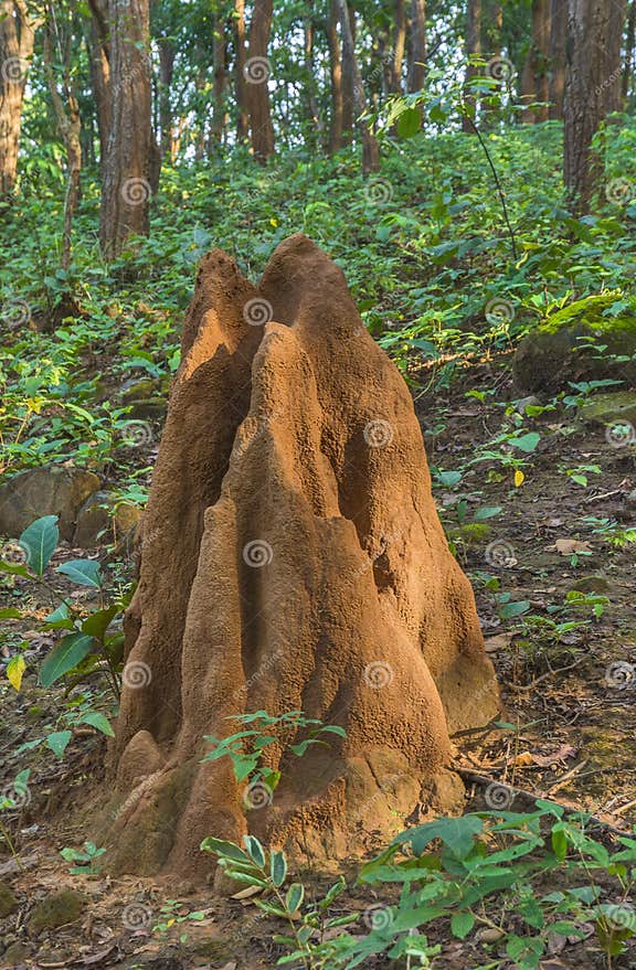 Termite mount stock photo. Image of natural, environment - 95283736