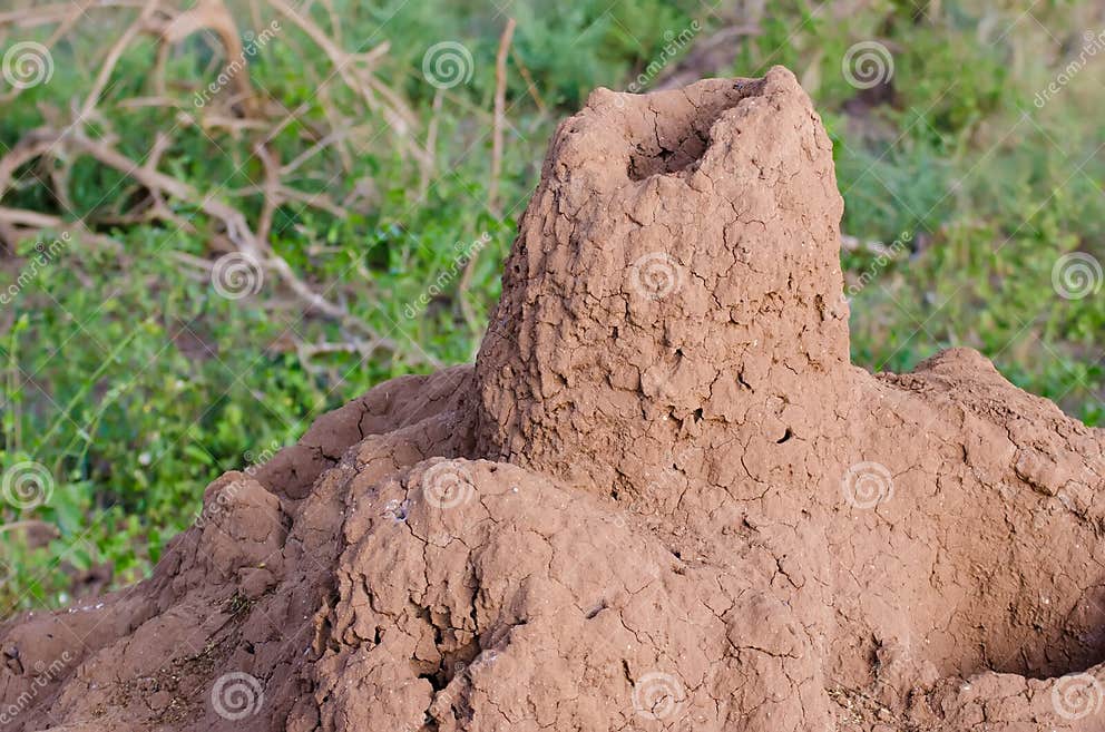 Termite nest stock image. Image of horizontal, australia - 24129399