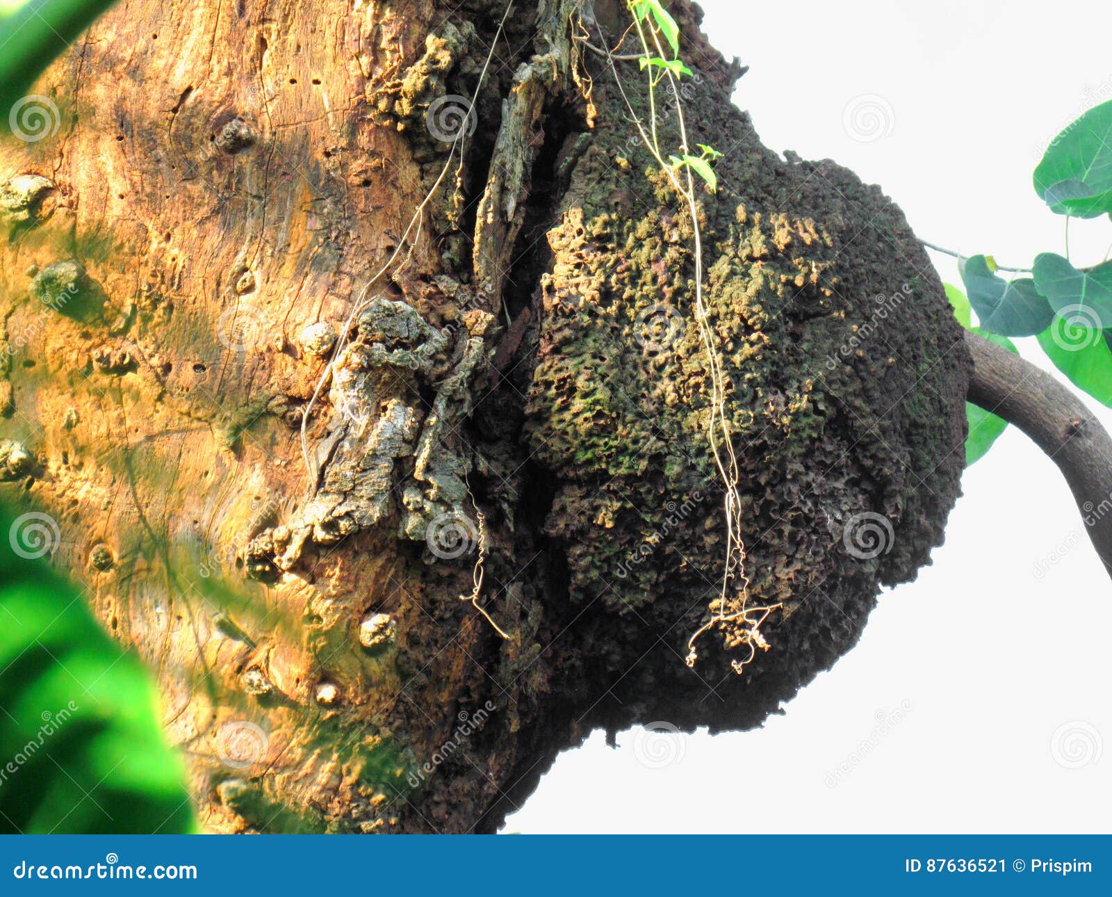 Termite Nest on a Dead Tree. Stock Image - Image of plant, industry ...