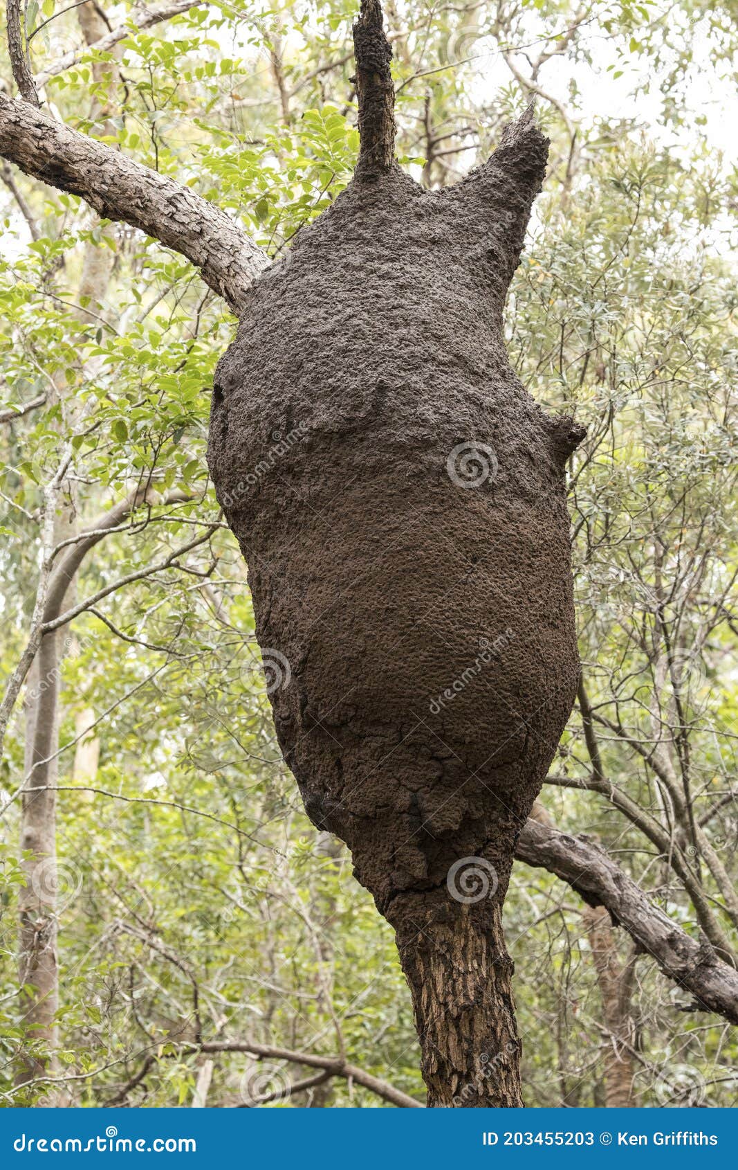 Termite nest stock image. Image of eucalypt, termite - 203455203
