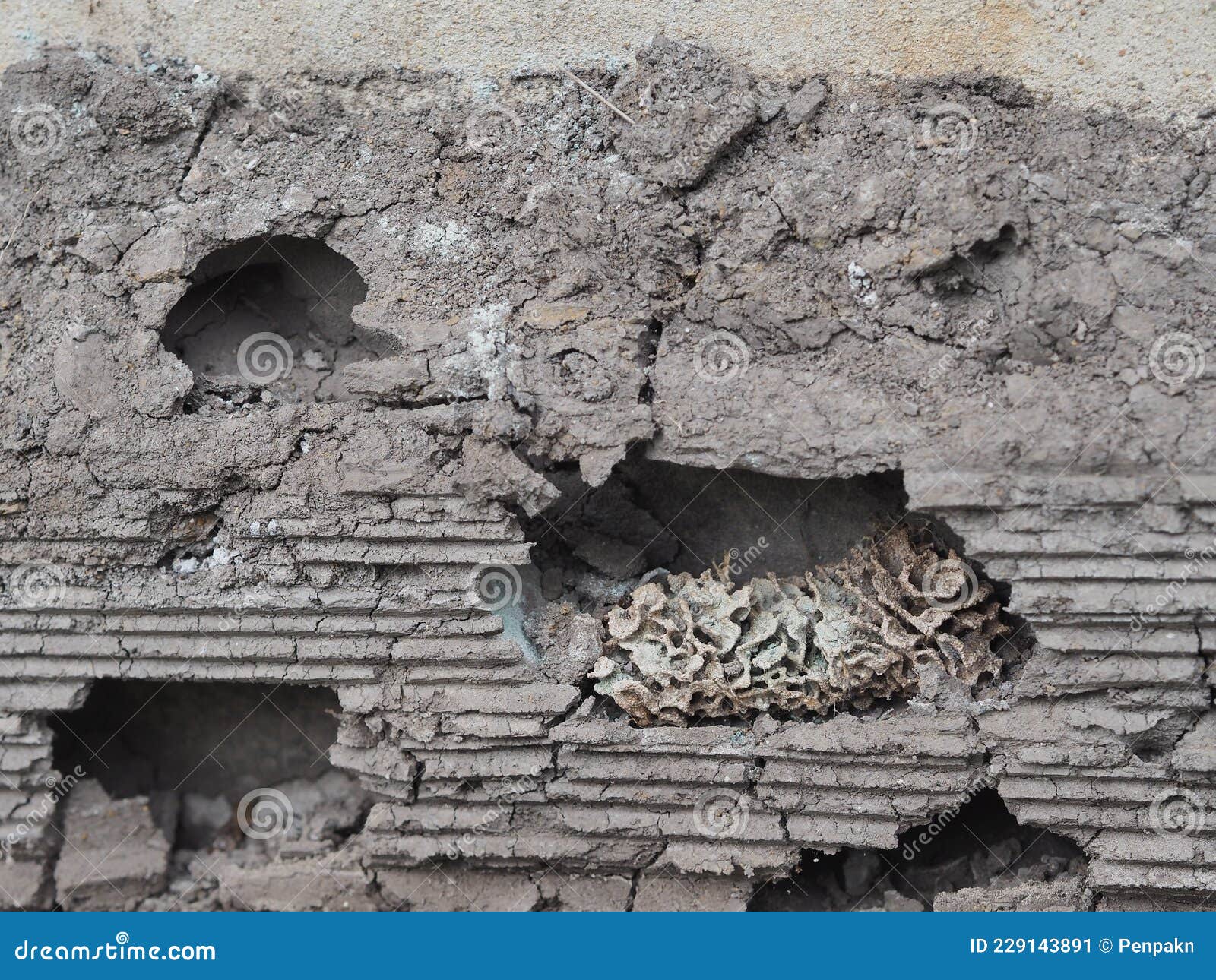 Termite Nest in Layer Soil Ground Animal Nature Stock Image - Image of ...