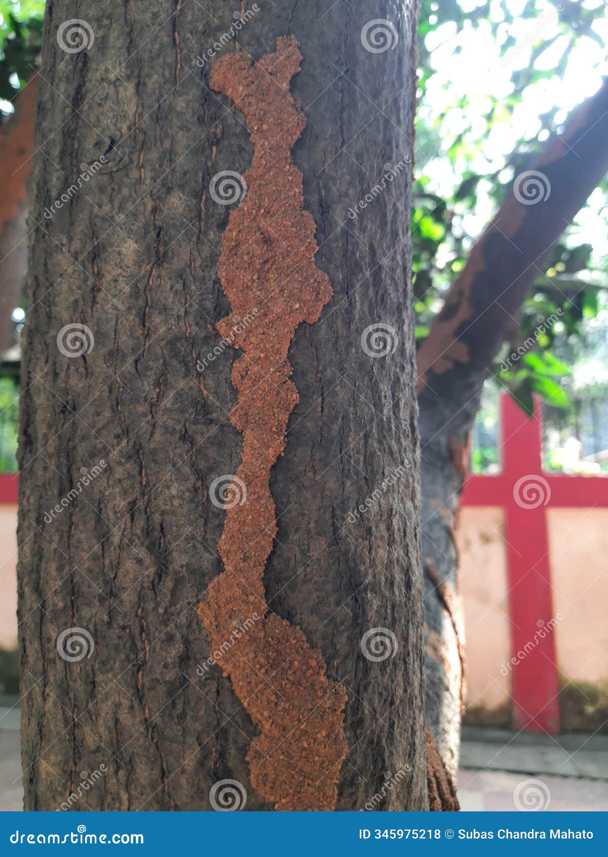 Termite Nest on a Mango Tree. Stock Photo - Image of mango, insect ...