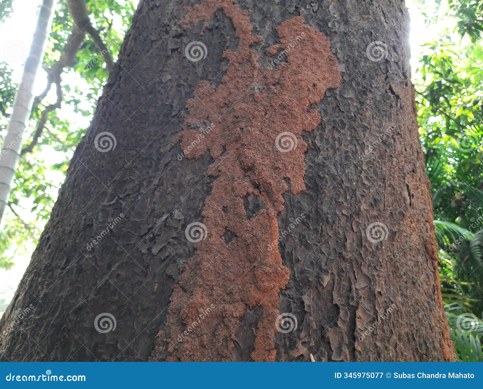 Termite Nest on a Mango Tree. Stock Image - Image of garden, mango ...