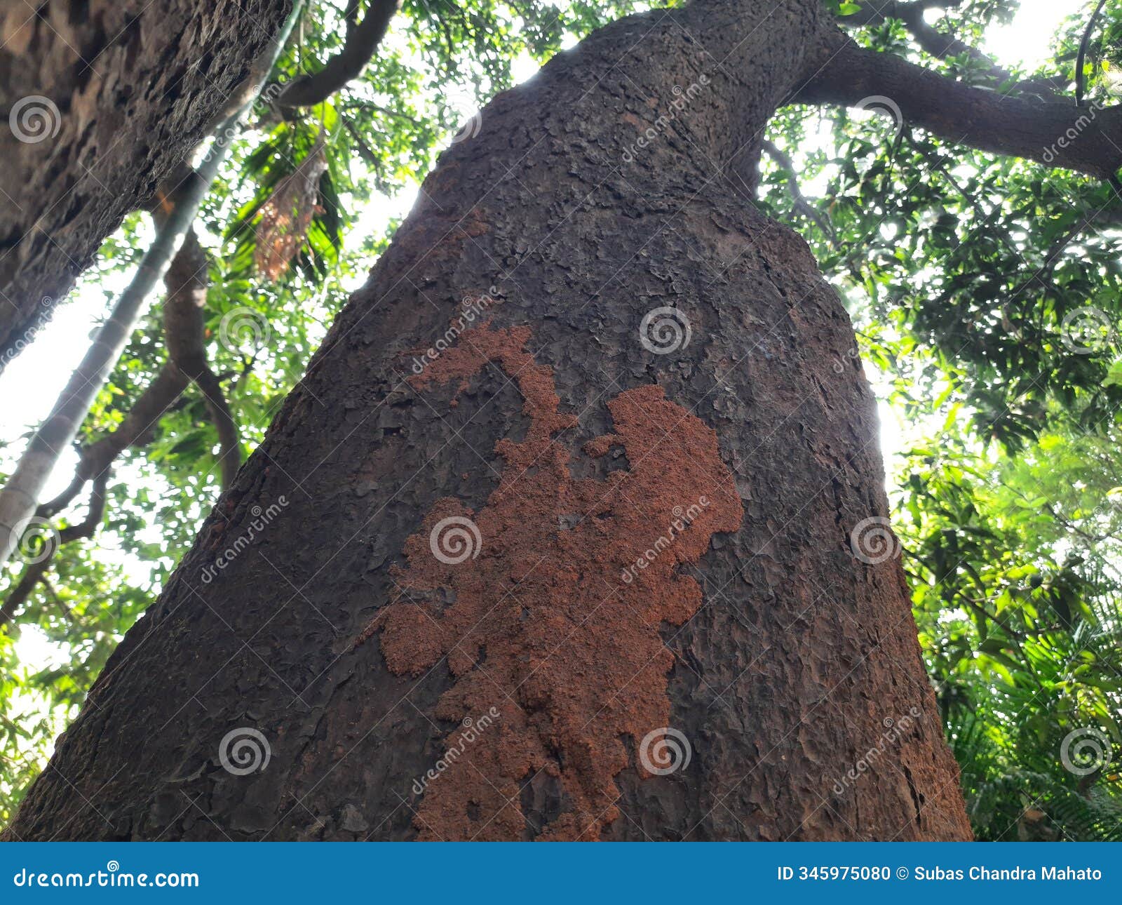 Termite Nest on a Mango Tree. Stock Photo - Image of insect, mango ...
