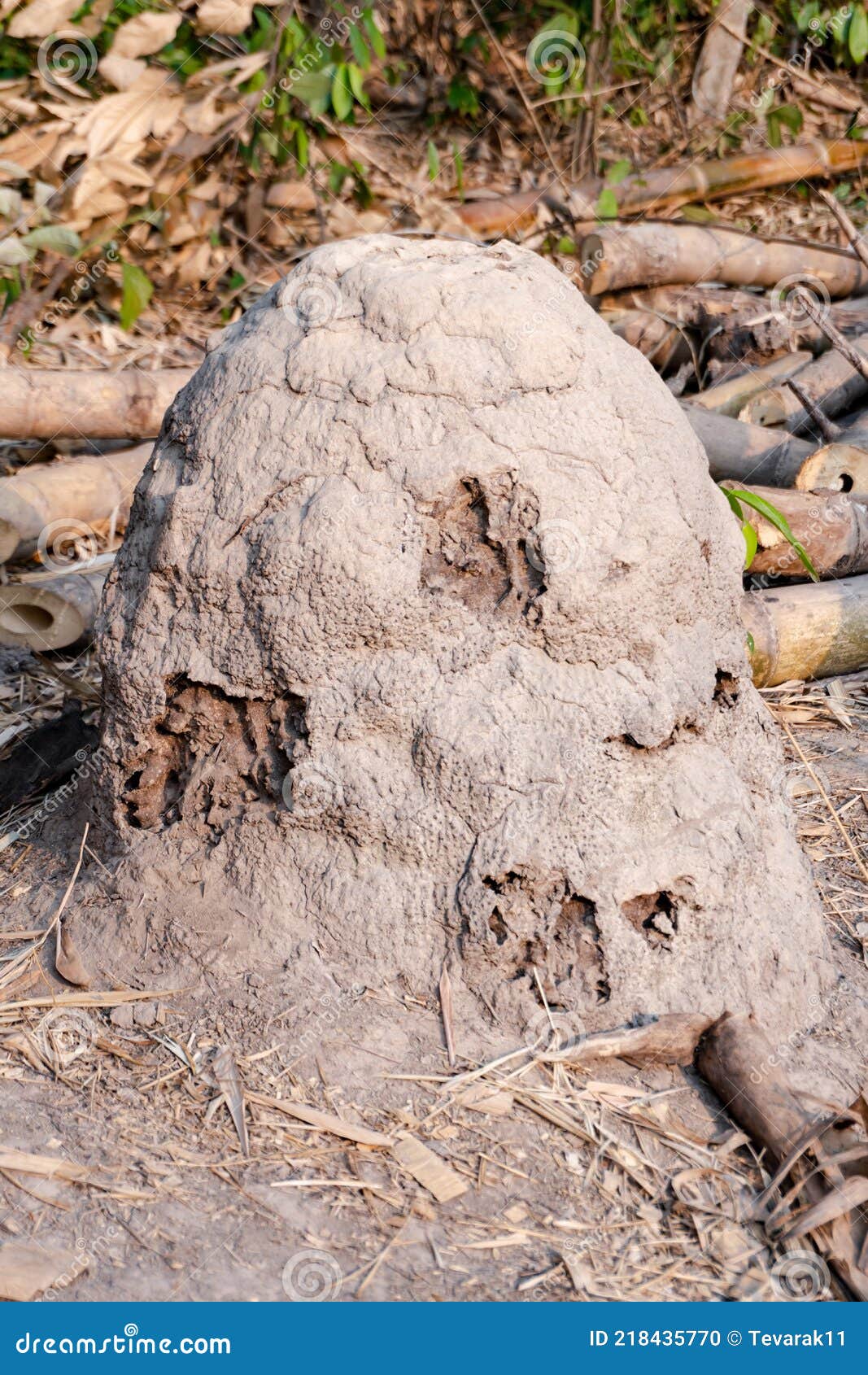 Termite Nest Mound, Giant Termites Stock Photo - Image of kakadu ...