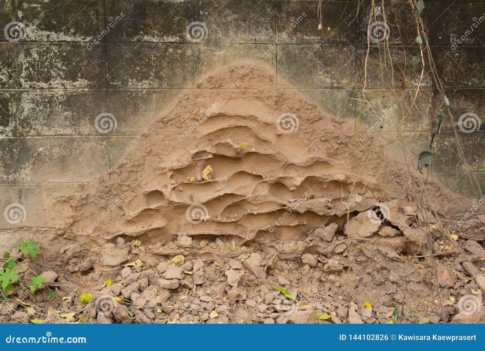 Termite Nest Mound Made by Soil Stock Photo - Image of surface, house ...