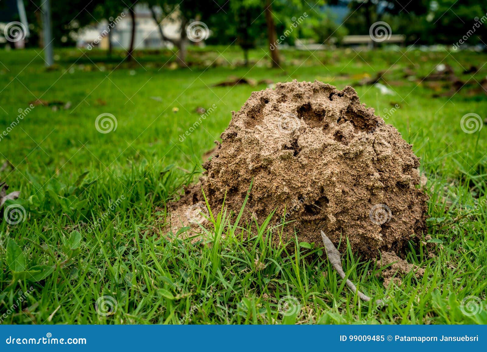 Termite nest in the park stock image. Image of pest, nature - 99009485