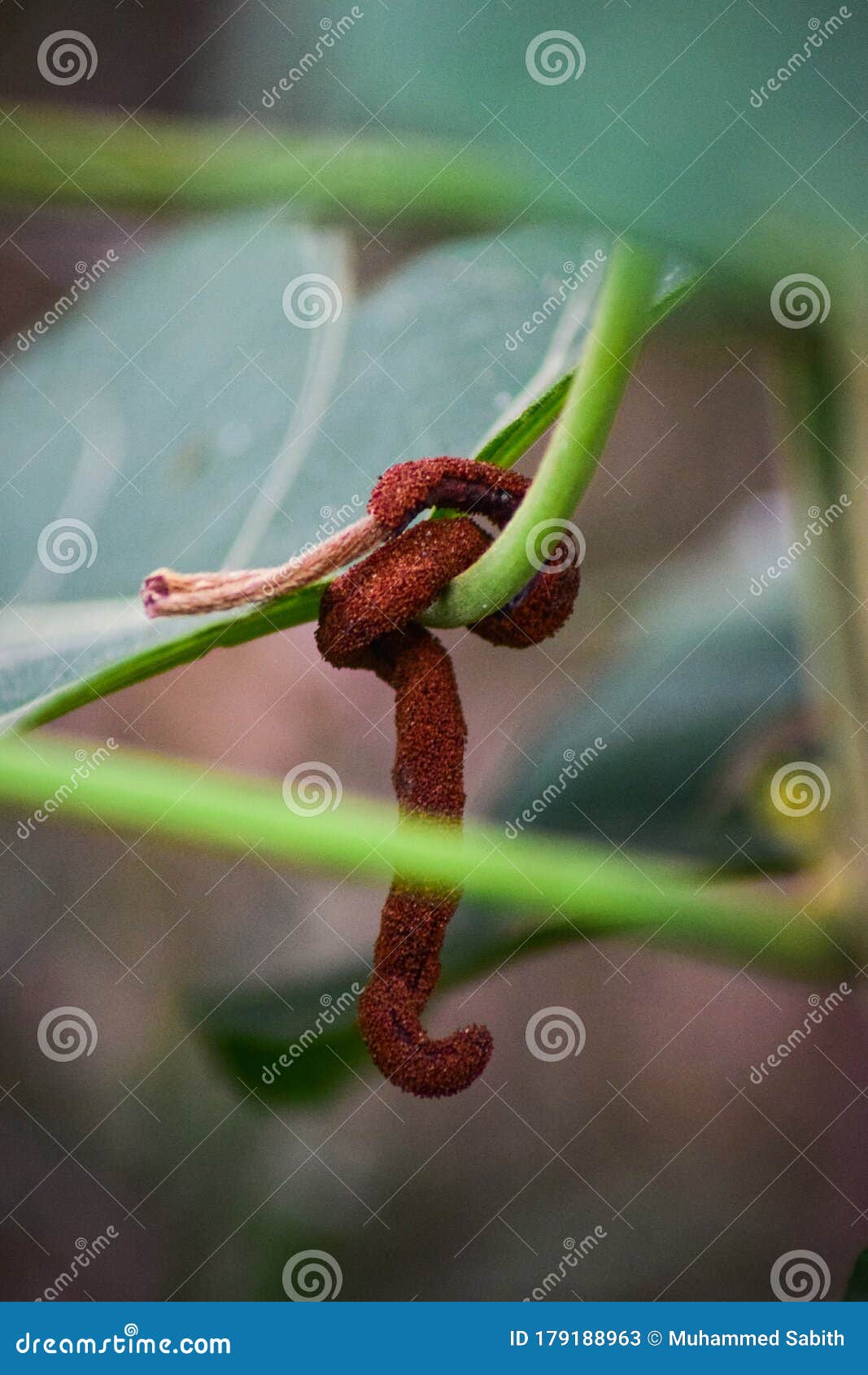 Termite nest on plant stock image. Image of kerala, wildlife - 179188963