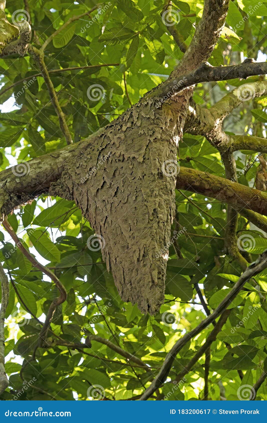Termite Nest in a Rainforest Tree Stock Image - Image of scenic ...
