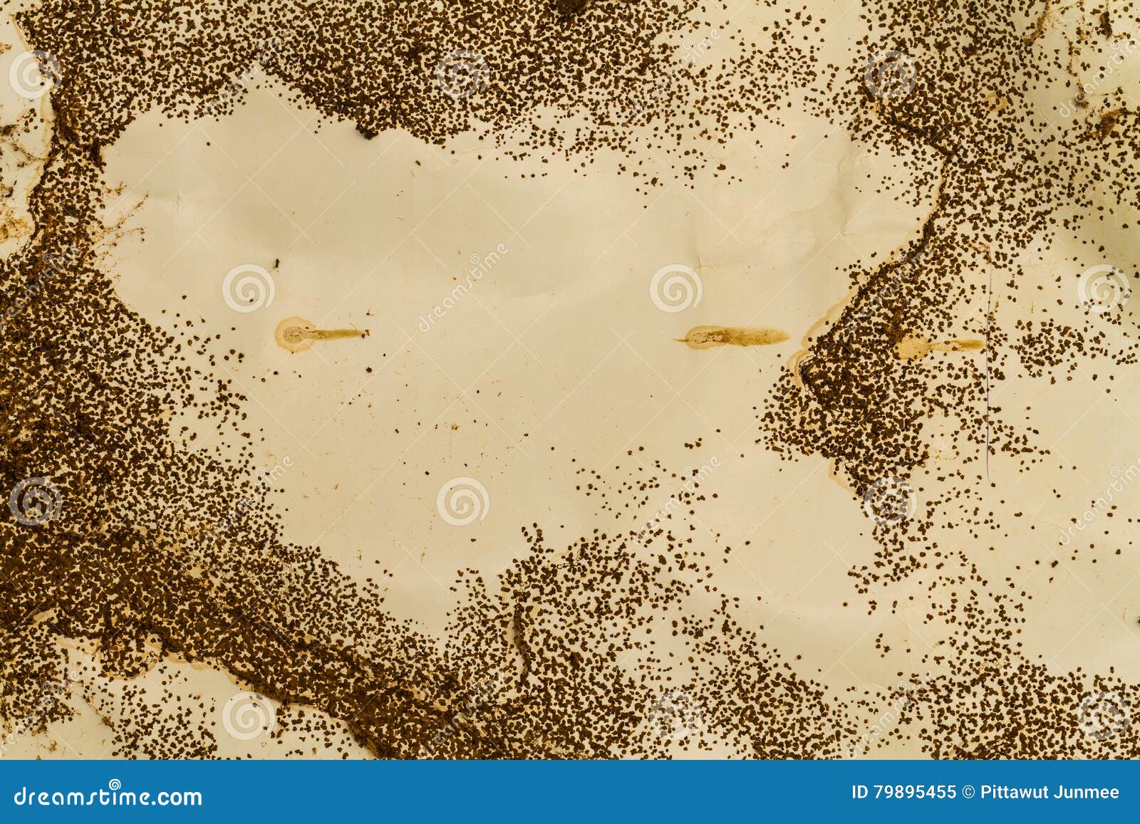 Termite Nest on a Sheet of Paper Stock Image - Image of flake, patterns ...