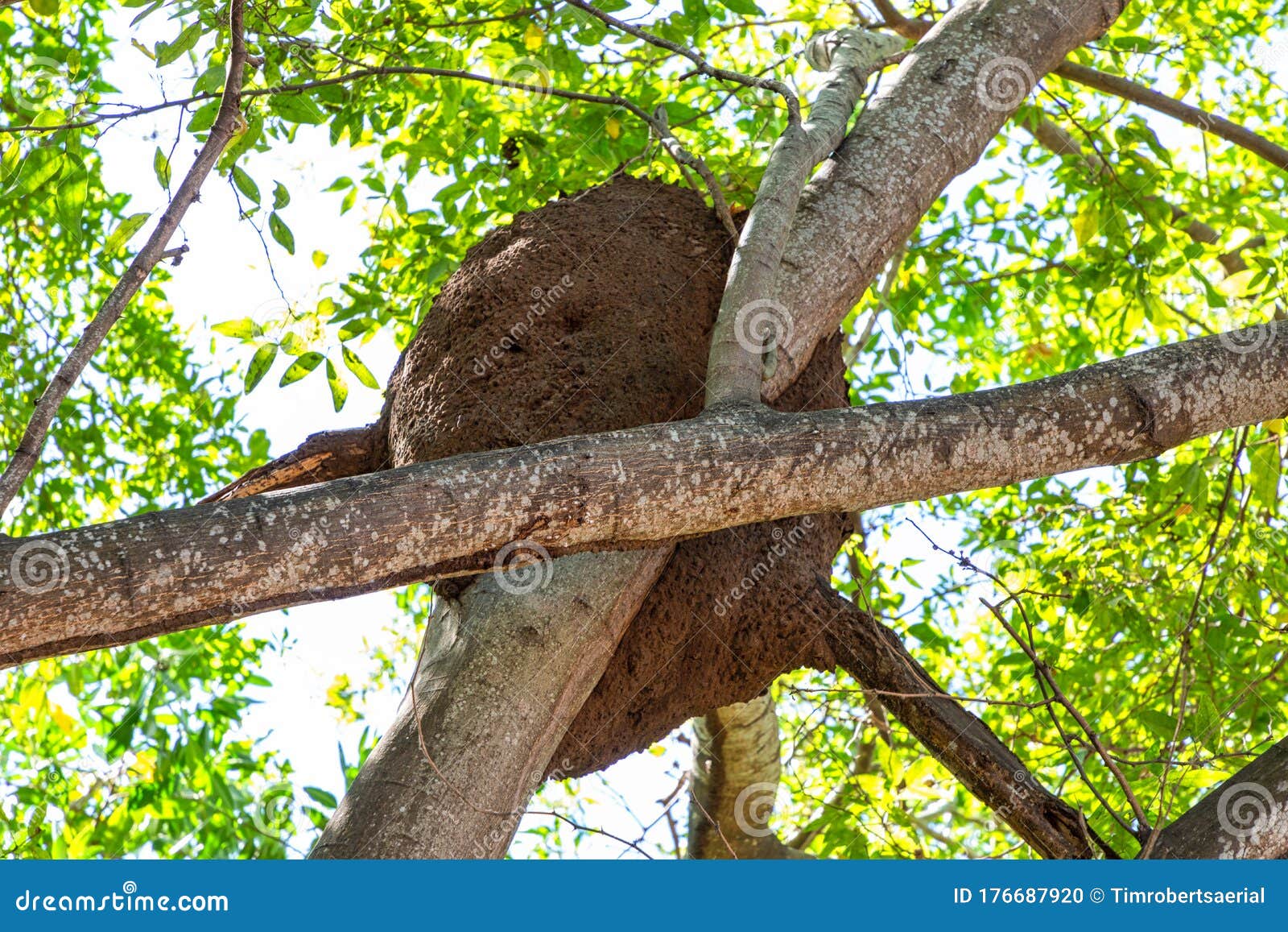 Termite Nest Built High in the Tree Tops in Southern Mexico Stock Photo ...