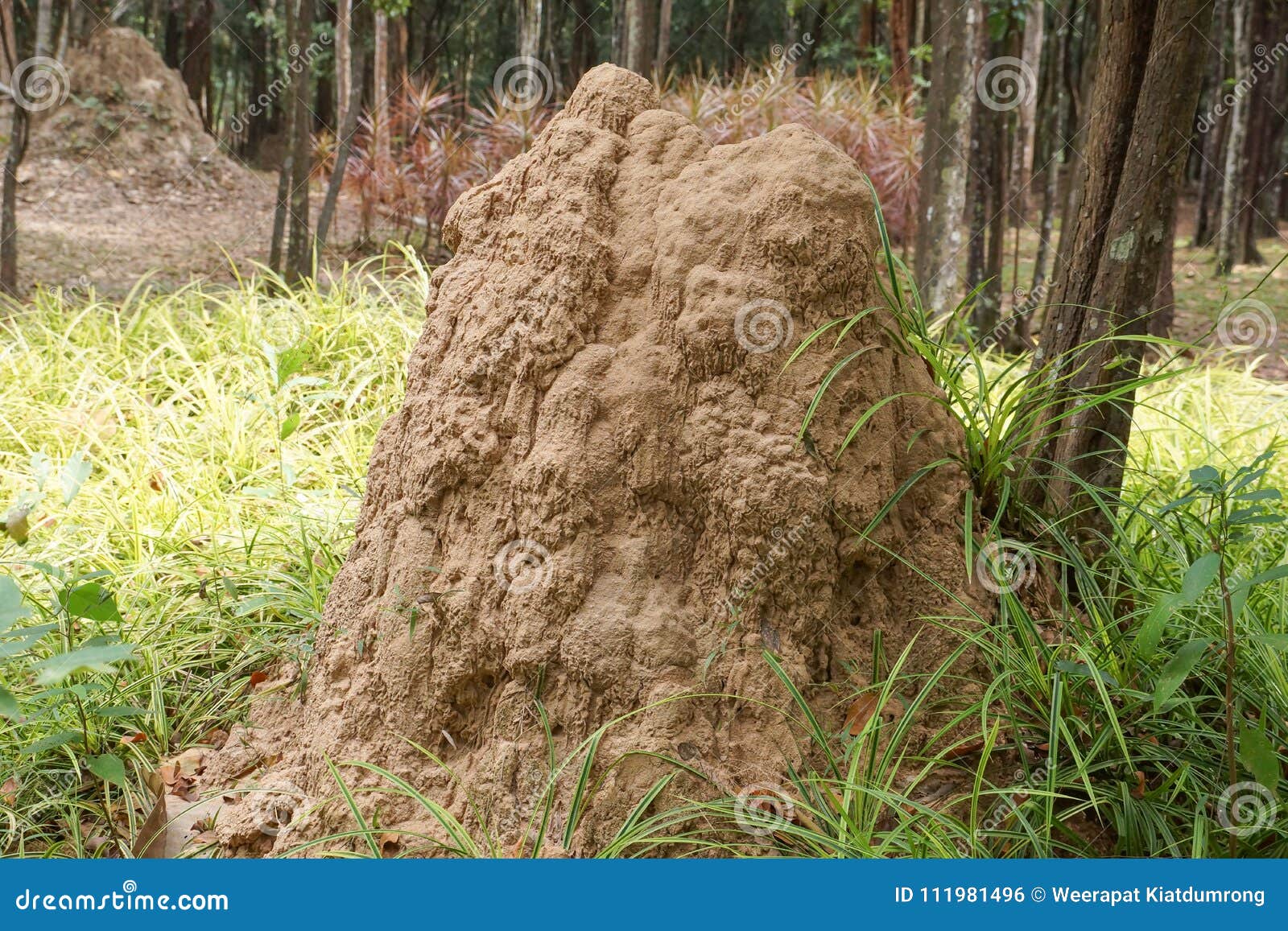 Termite nest stock photo. Image of dirt, structure, nature - 111981496