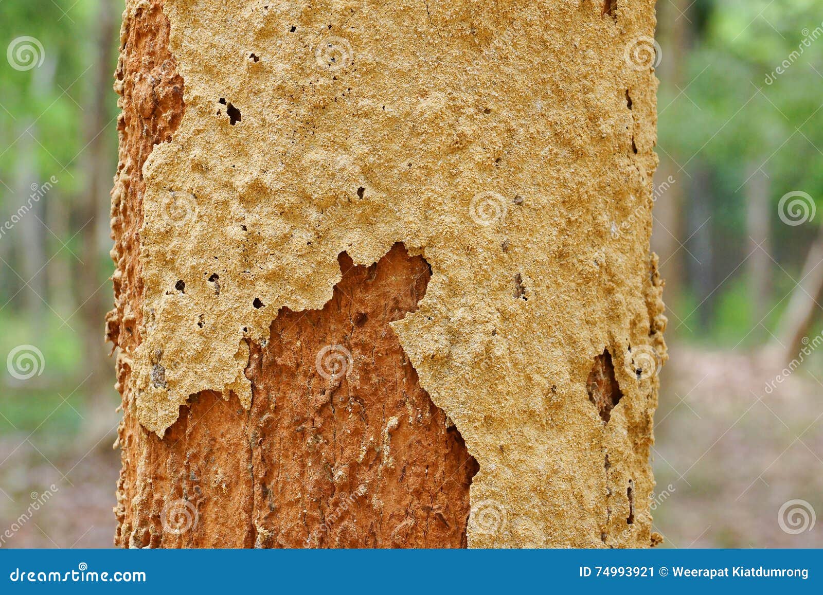 Termite nest stock image. Image of lumber, tropical, worker - 74993921