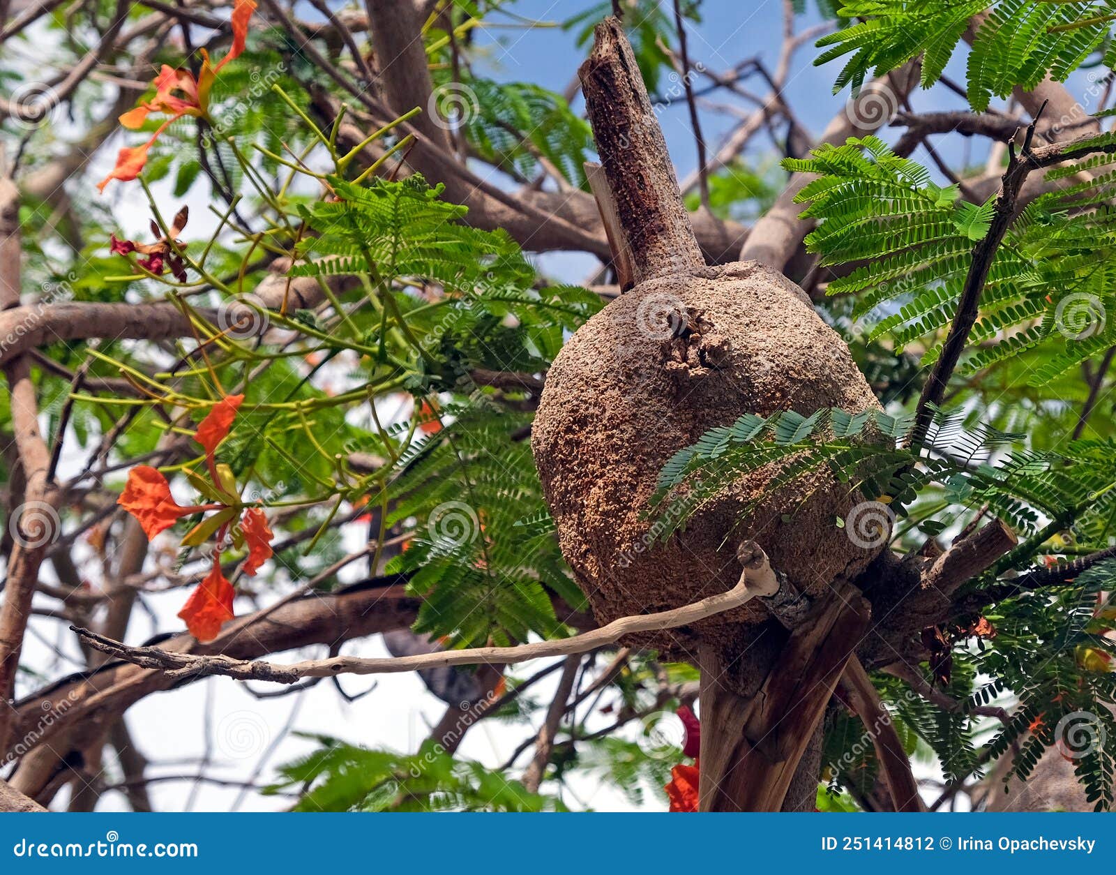 Termite nest on a tree stock photo. Image of wildlife - 251414812