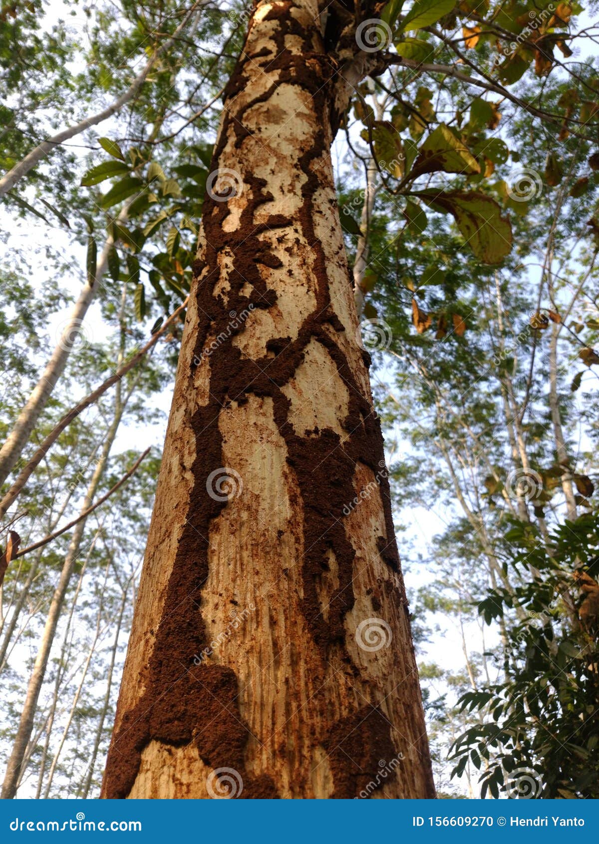 Termite nest on tree stock photo. Image of nest, tree - 156609270