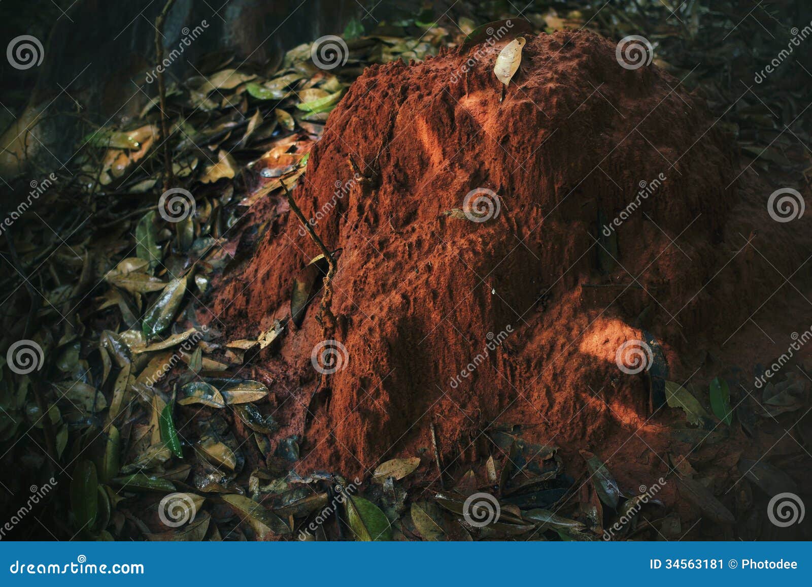 Termite nest stock image. Image of termitarium, natural - 34563181