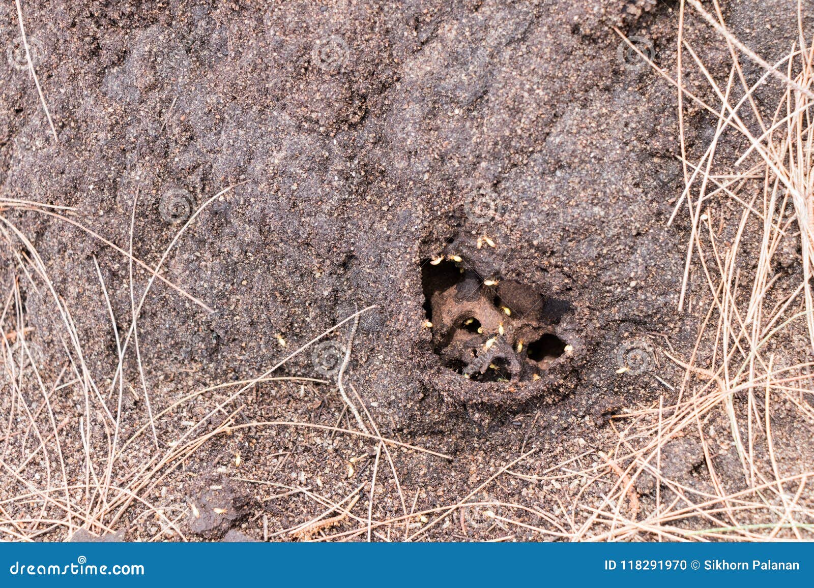 Termite nests stock photo. Image of macro, ground, background - 118291970