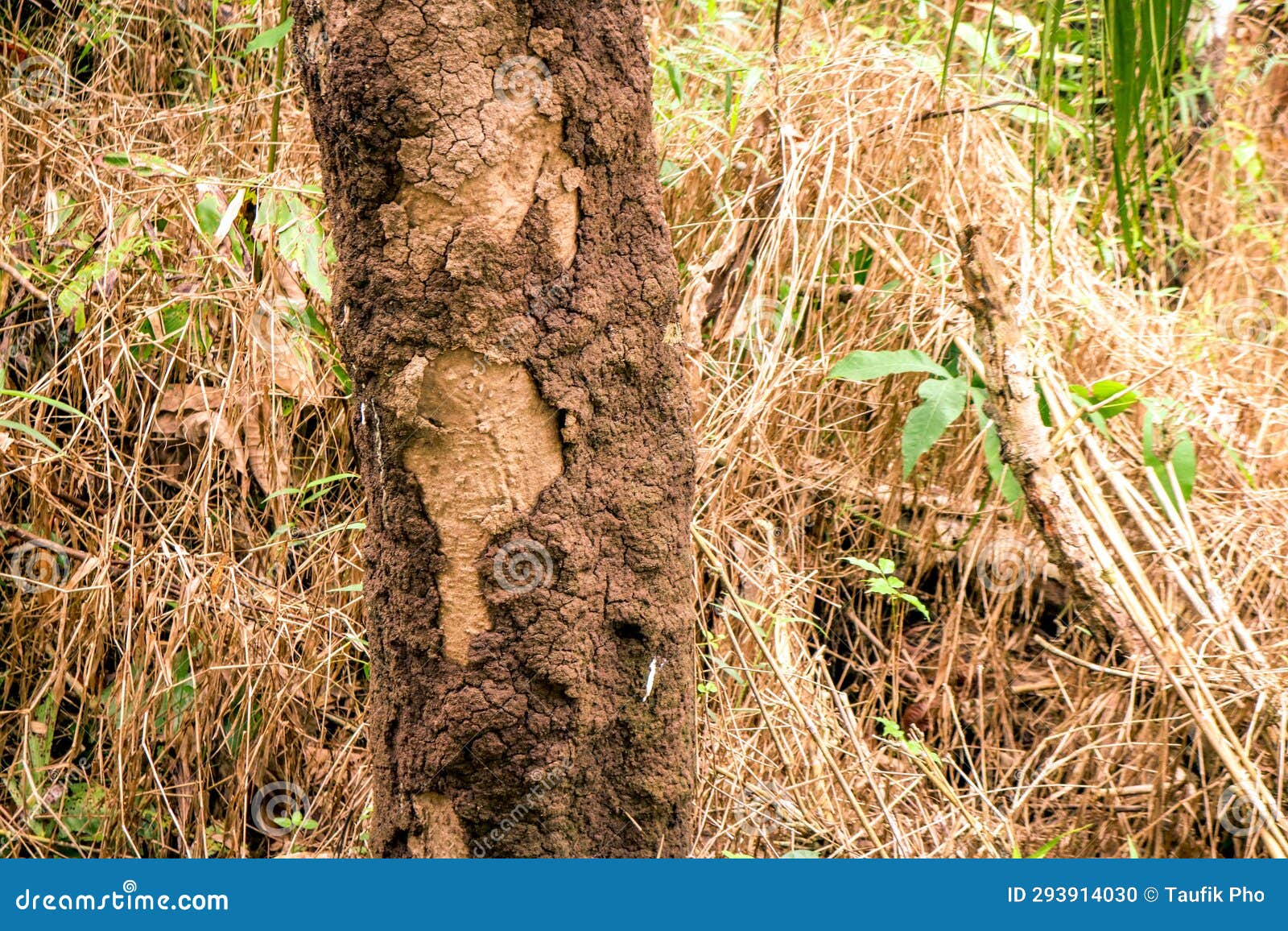 Termite Nests Hanging on Trees Stock Photo - Image of soil, ants: 293914030