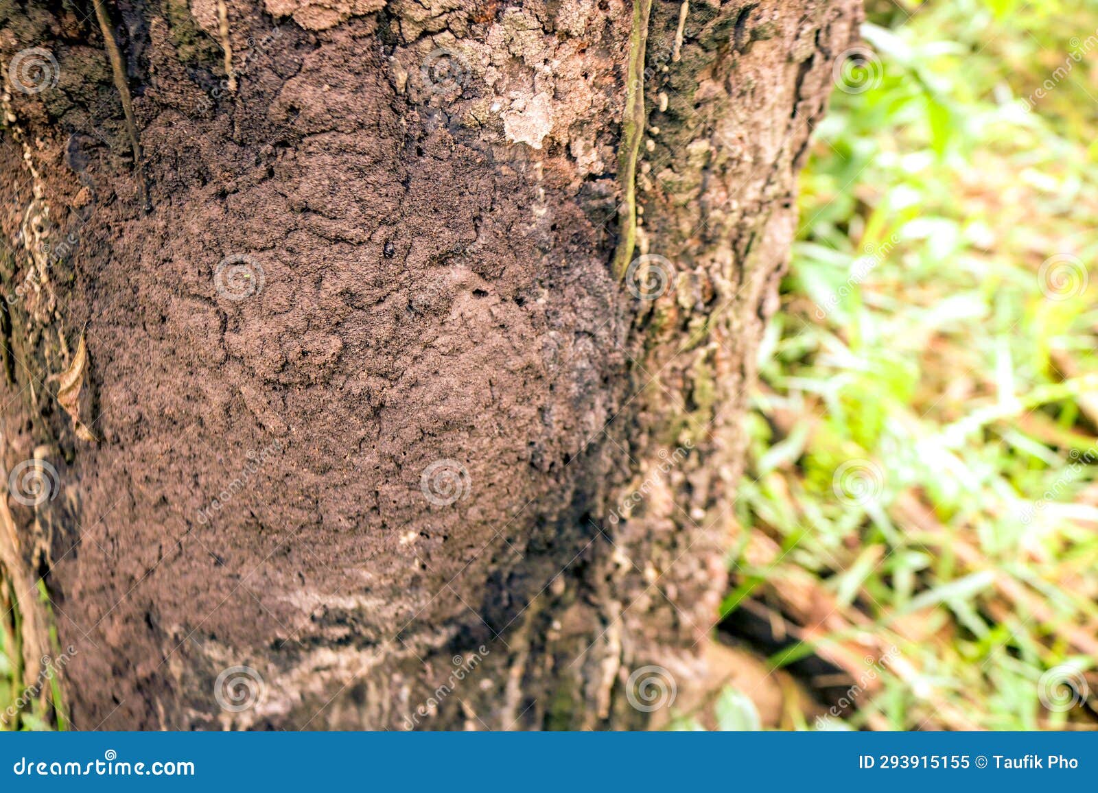 Termite Nests Hanging on Trees Stock Image - Image of community, nature ...