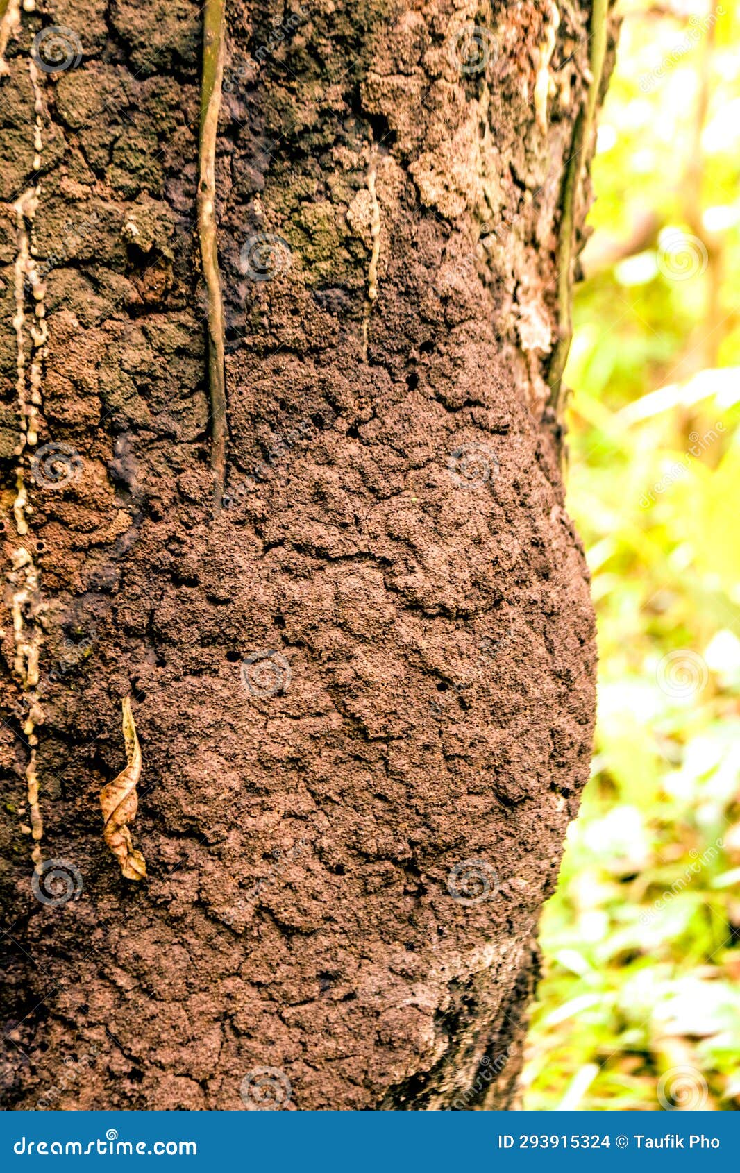 Termite Nests Hanging on Trees Stock Photo - Image of speed, ants ...